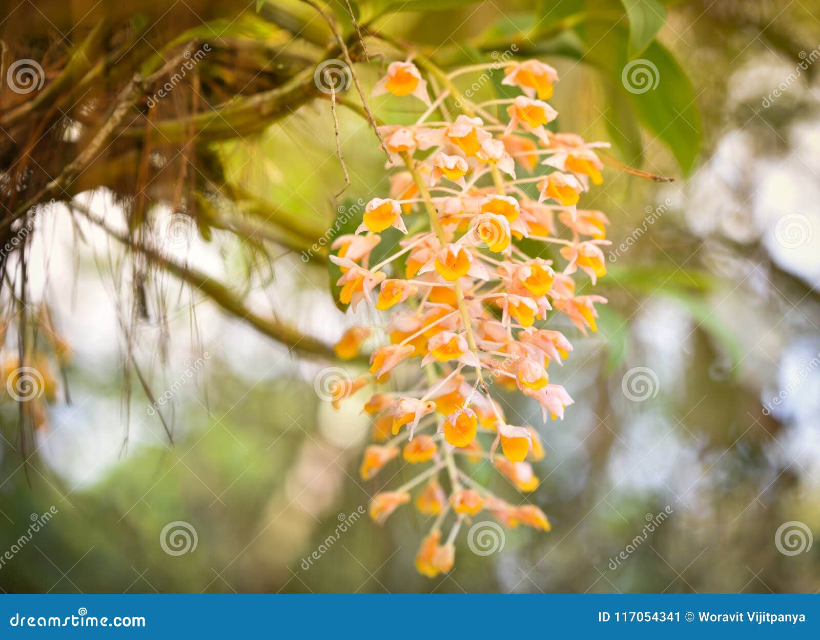 Wilde gele orchidee stock afbeelding. Image of milieu - 117054341