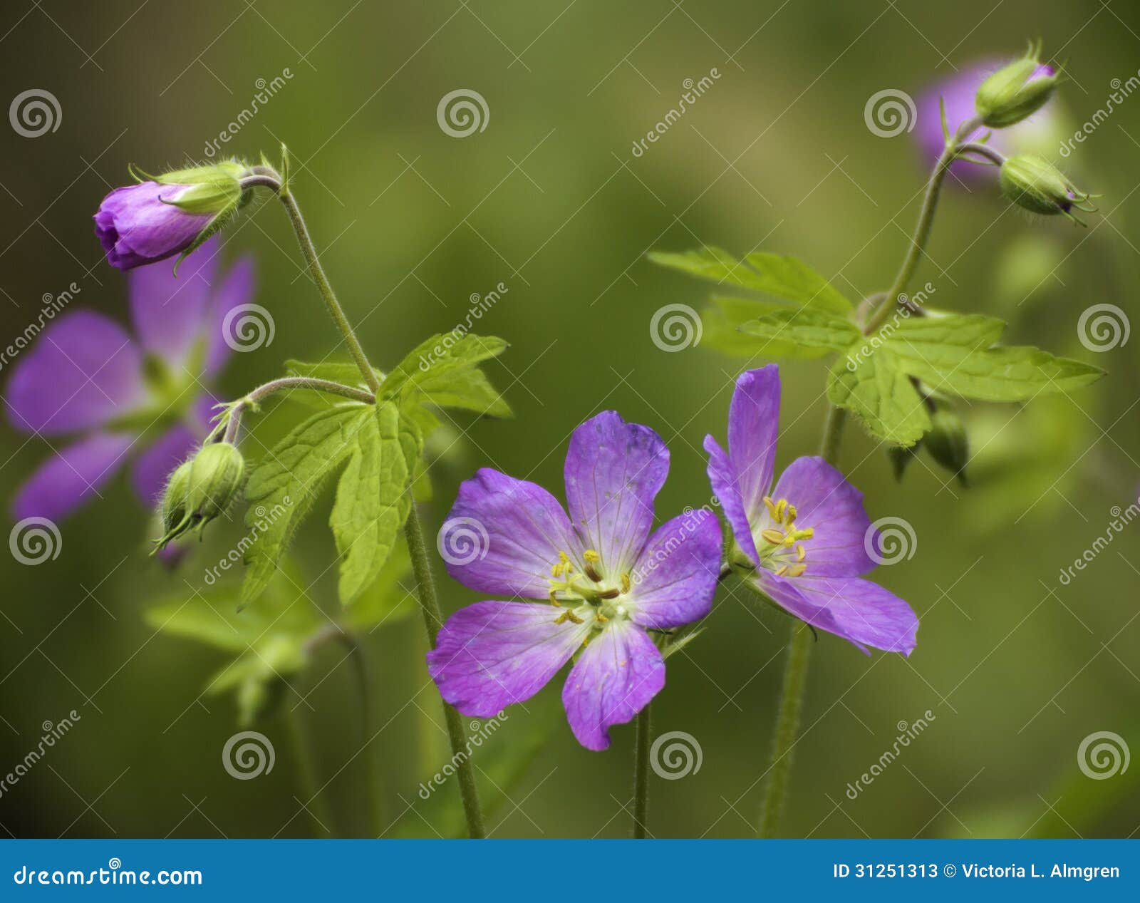 Wilde Geranium (geraniummaculatum) Stock Afbeelding - Image of bladeren ...