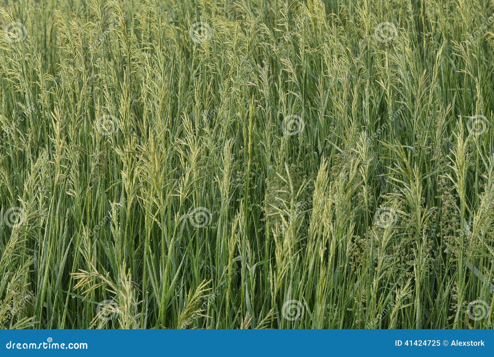 Wilde Grassen stock afbeelding. Image of groen, grassen - 41424725