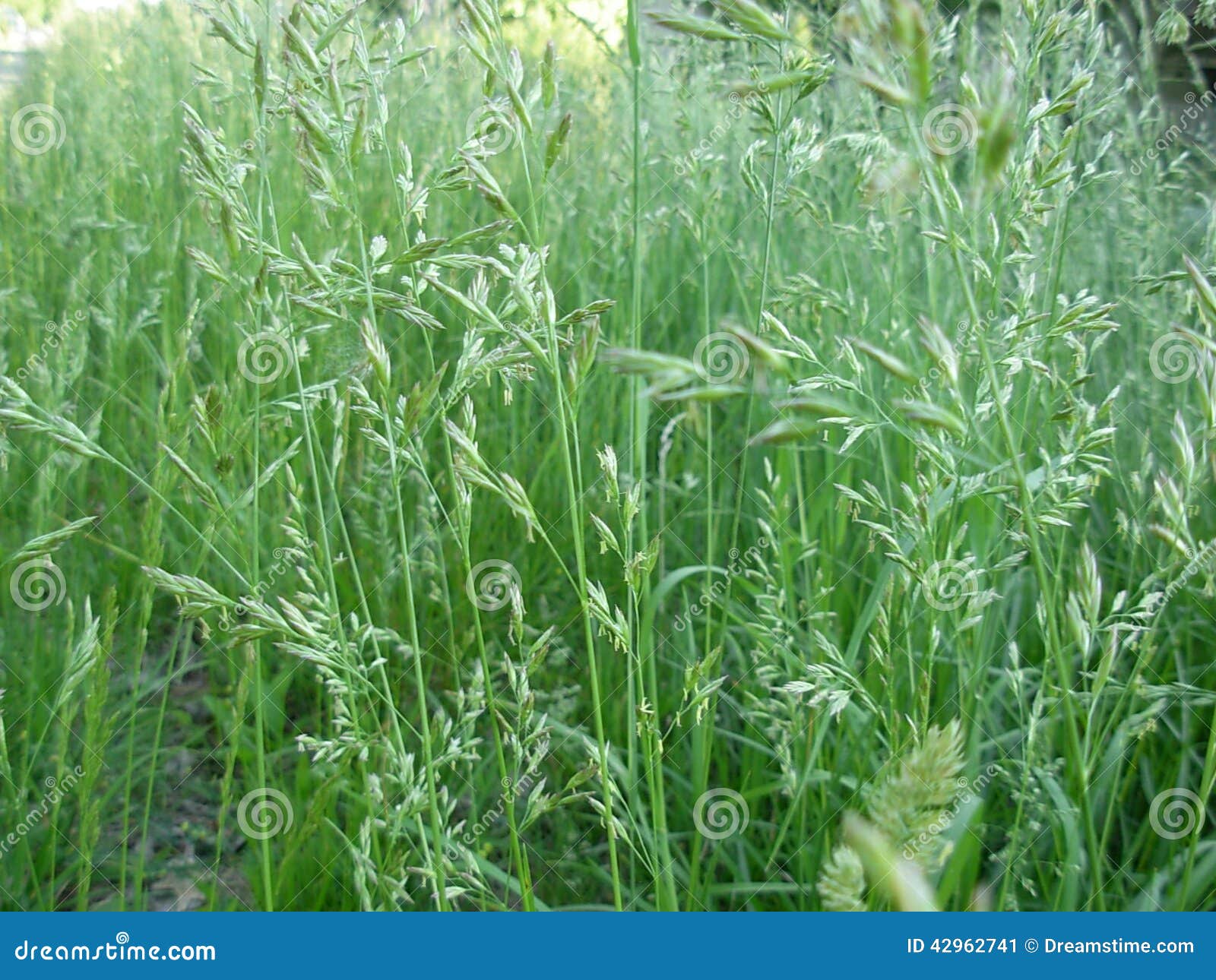 Wilde Grassen stock afbeelding. Image of lang, rand, wild - 42962741