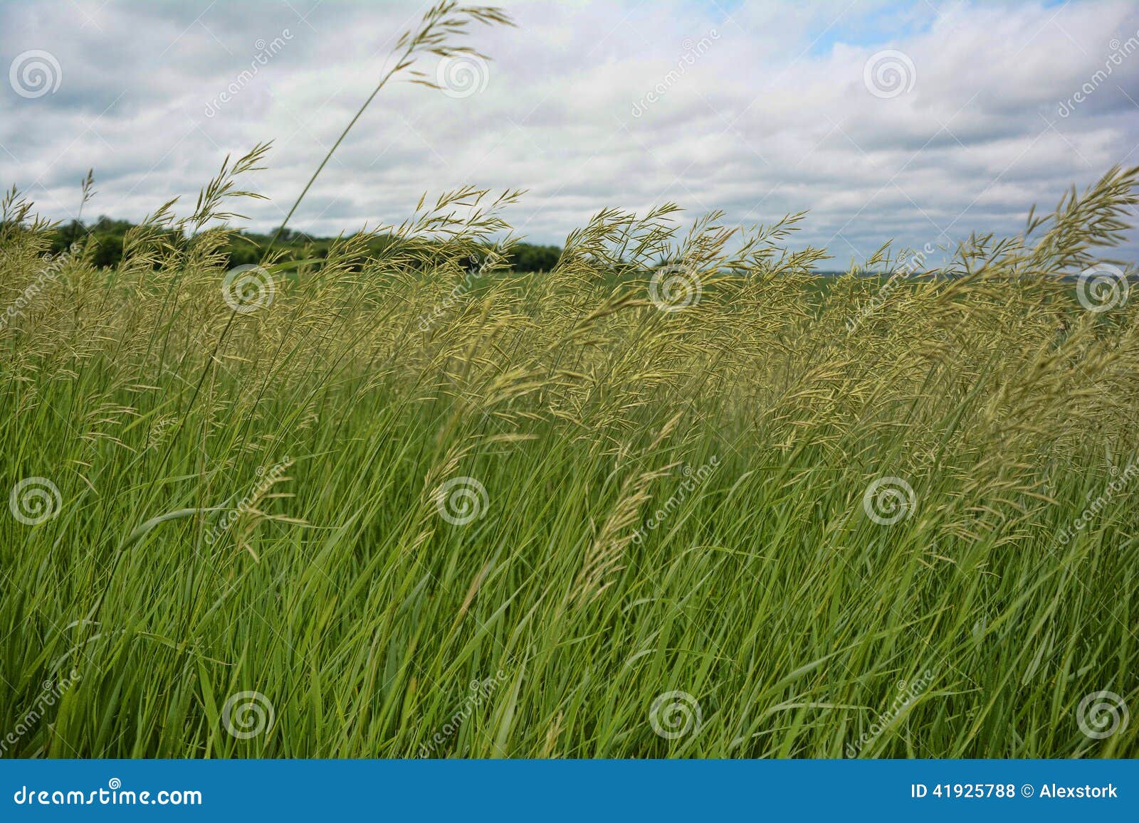 Wilde Grassen en Hemel 2 stock foto. Image of textuur - 41925788