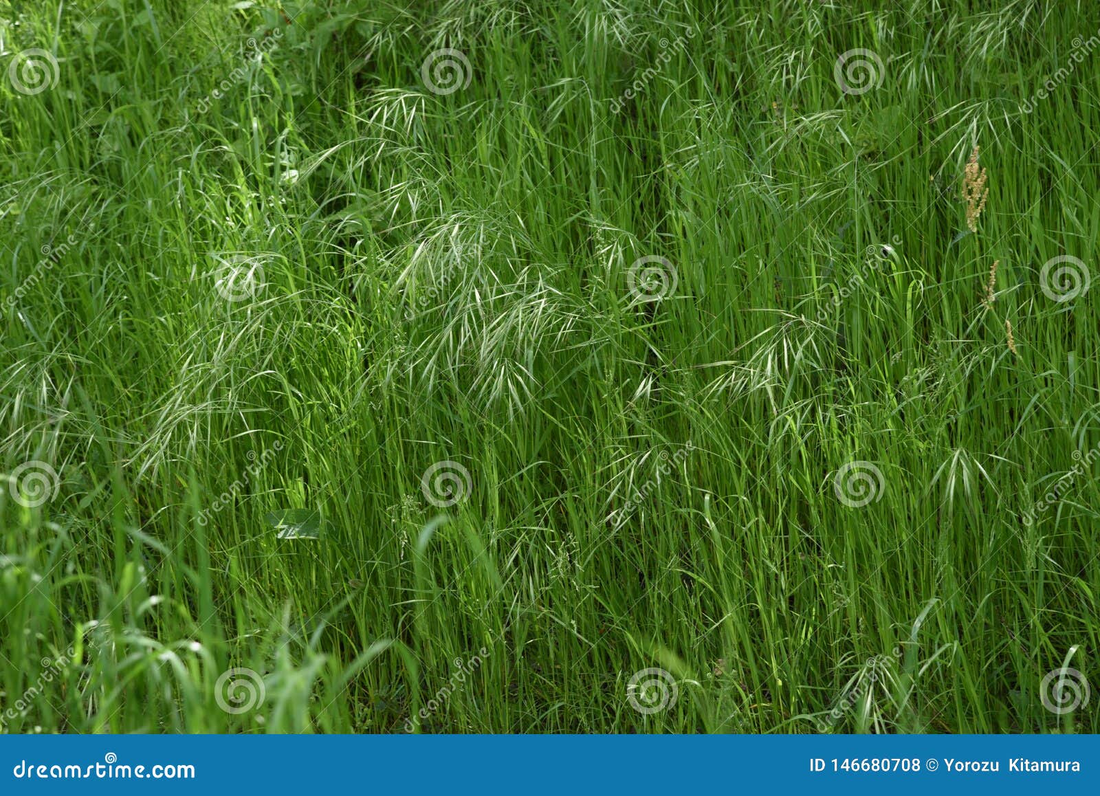 Wilde Hafer stockfoto. Bild von schönheit, kraut, hafer - 146680708