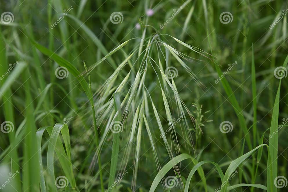Wilde Hafer stockfoto. Bild von frech, kraut, gräser - 146680718