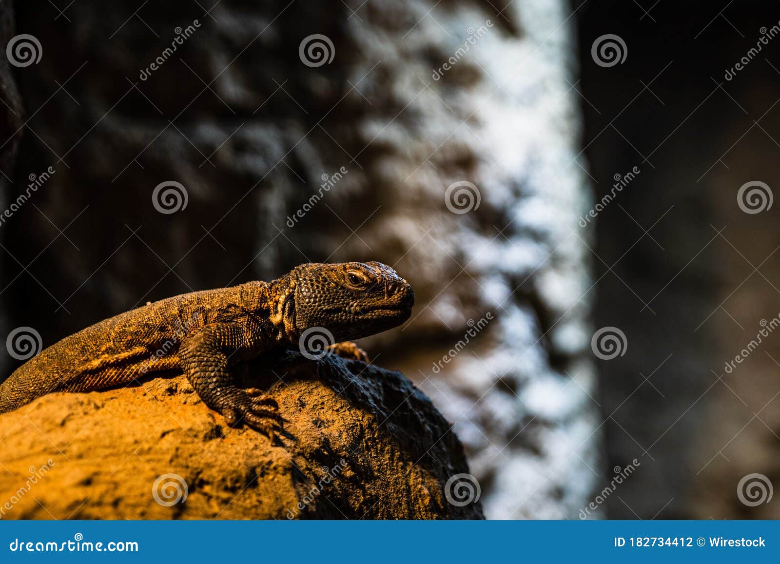 Wilde Hagedis Rust Op Een Rots Onder De Zon Stock Foto - Image of ...