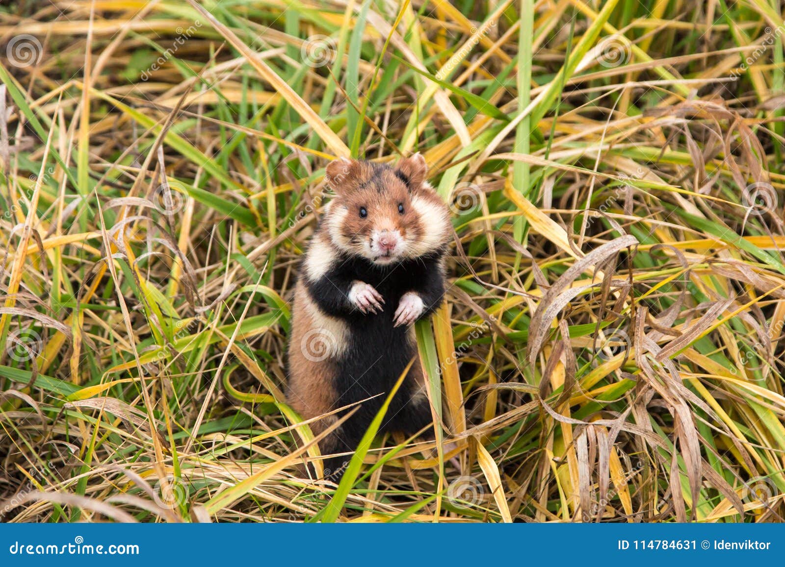 Wilde hamster stock afbeelding. Image of grond, hamster - 114784631