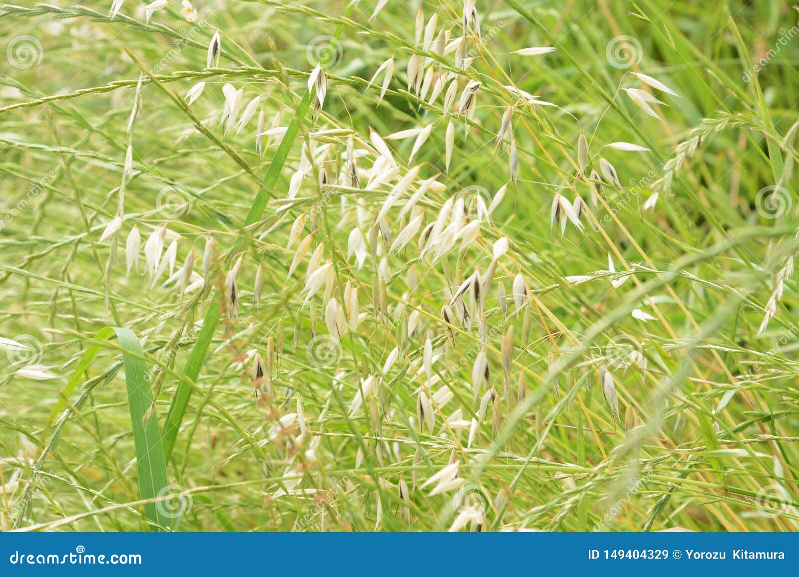 Wilde Haver stock afbeelding. Image of installatie, graangewas - 149404329