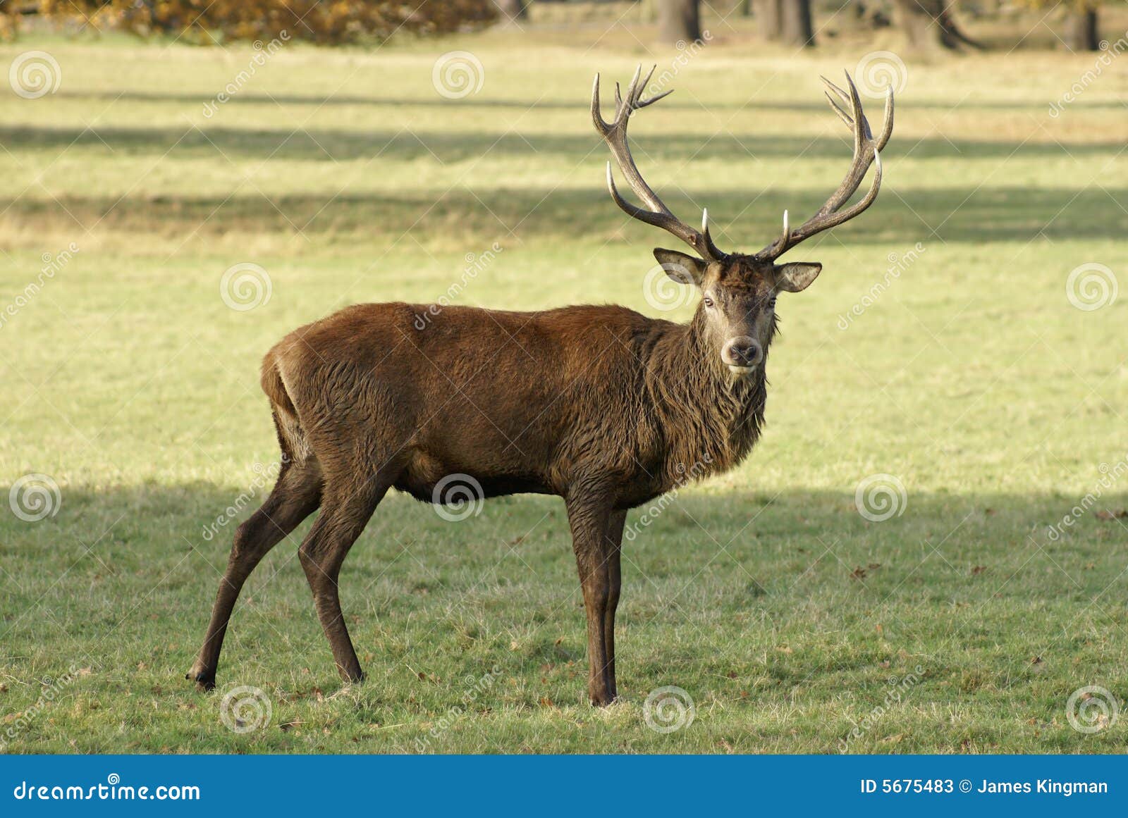 Wilde Herten stock afbeelding. Image of mannetje, dier - 5675483