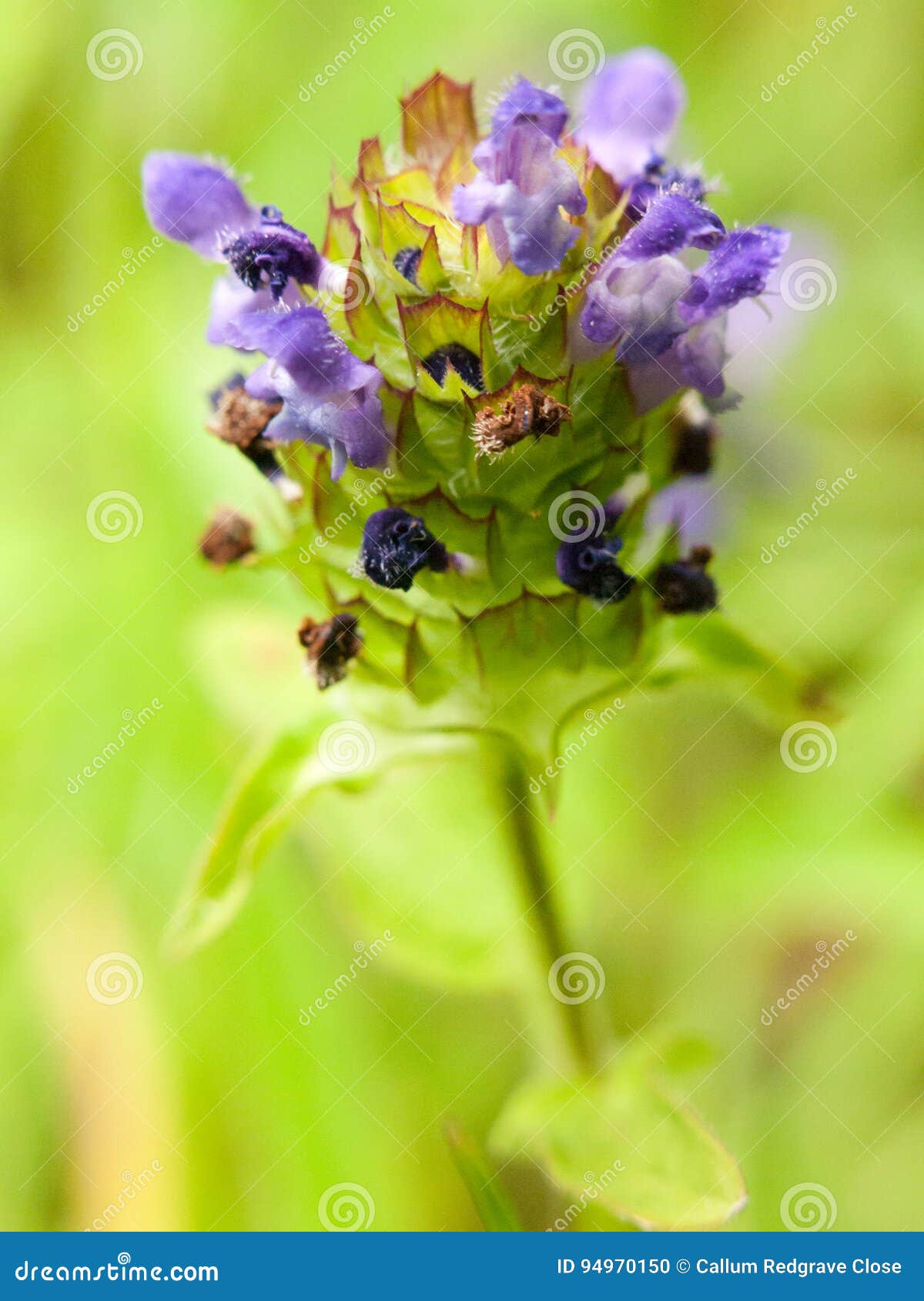 Wilde Het Groeien Bloem Het Purpere Bosuk Stock Foto - Image of kleur ...