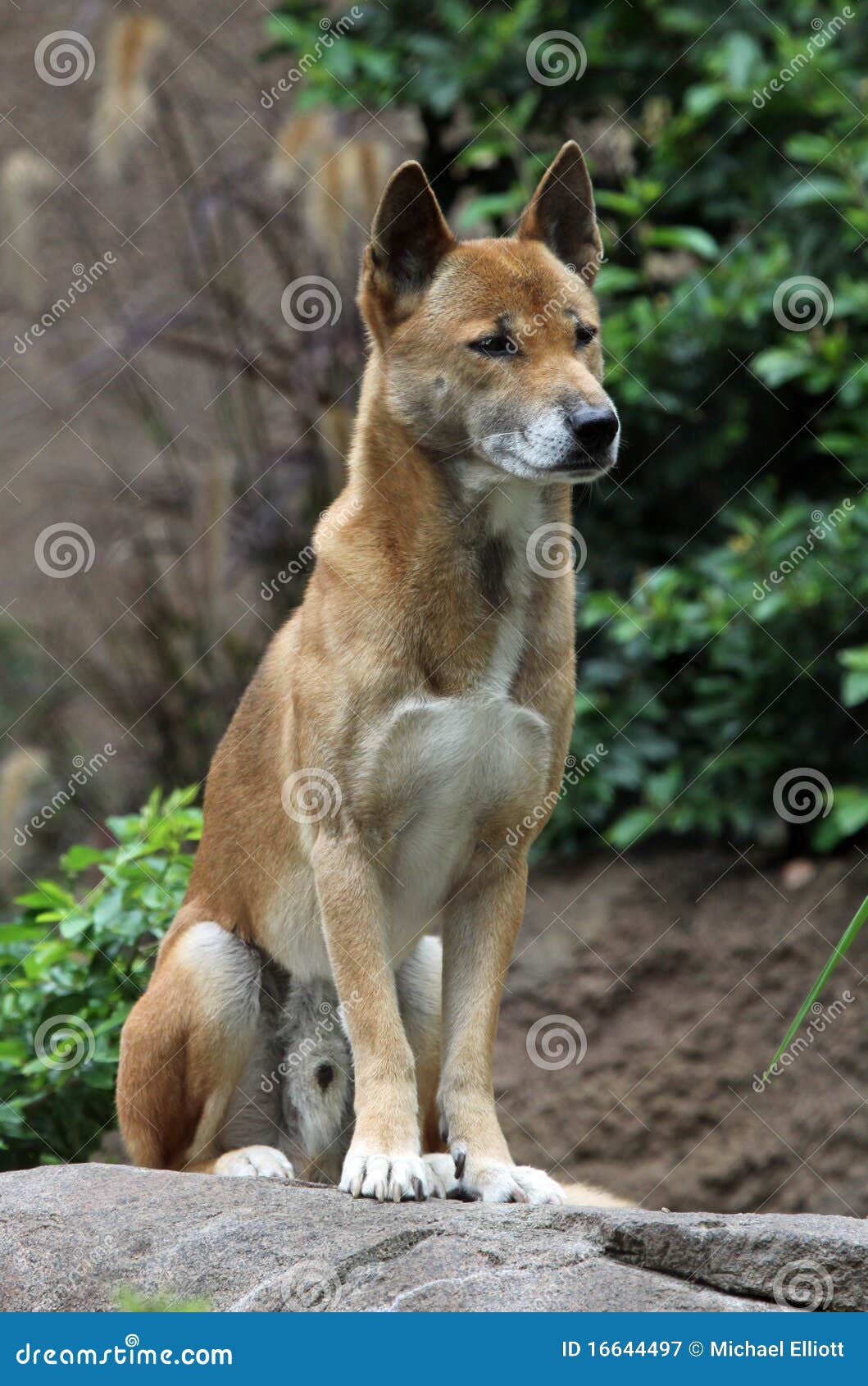Wilde Hond stock afbeelding. Image of wild, wolf, zingen - 16644497
