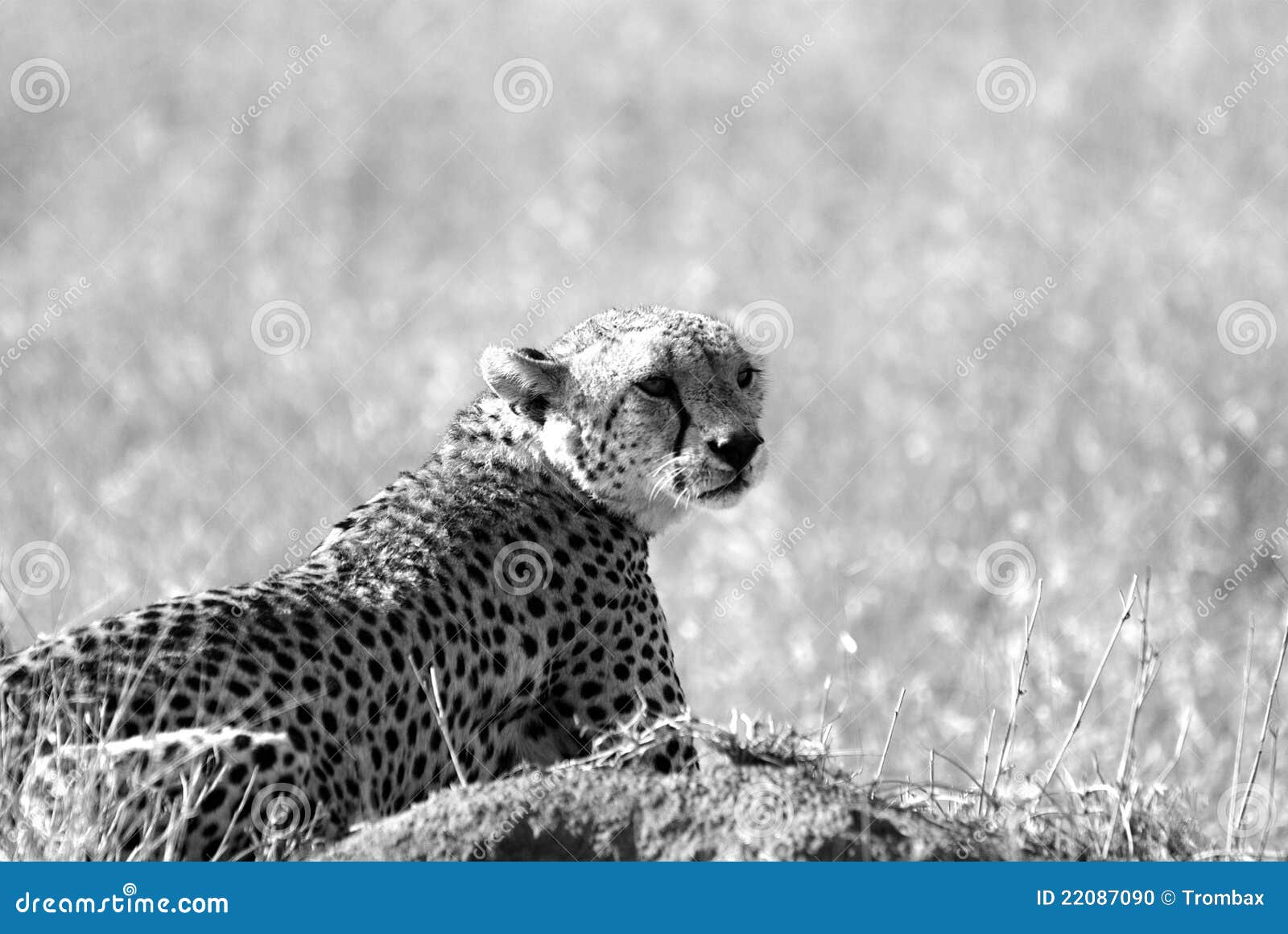 Wilde Jachtluipaard in Savanne in Zwart-wit Stock Foto - Image of ...