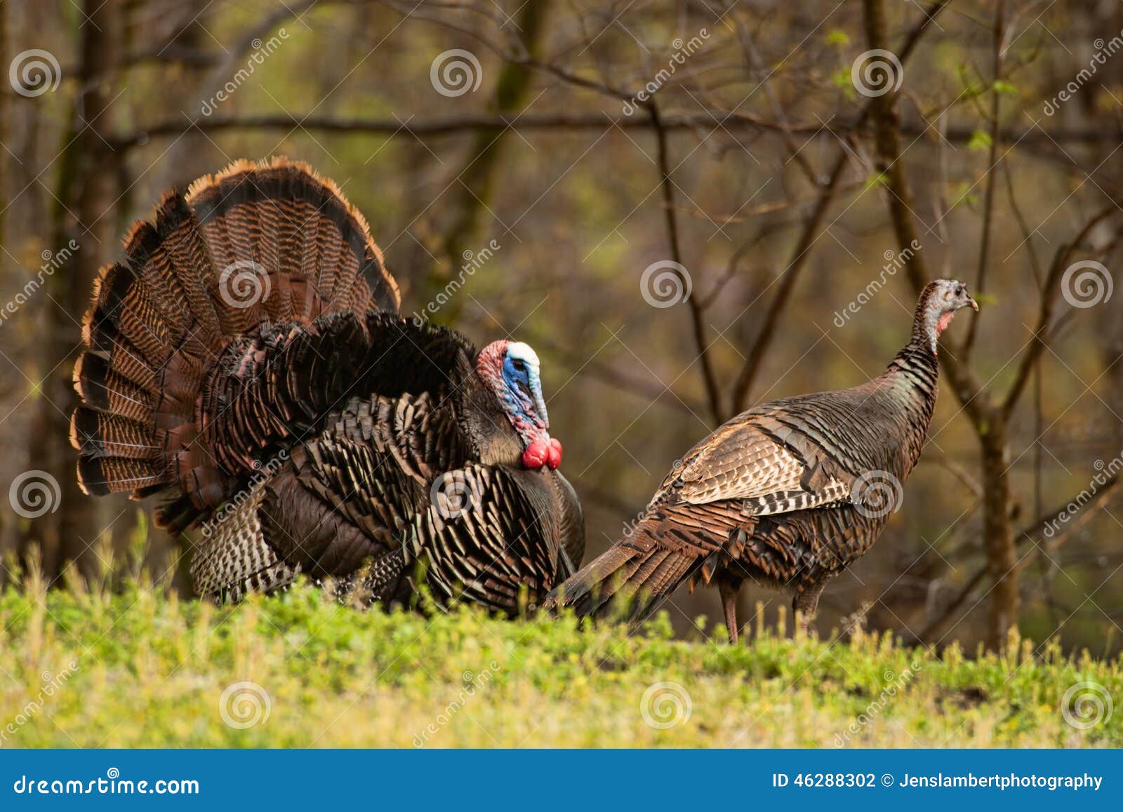 Wilde Kalkoenen stock foto. Image of gebaard, hoven, dier - 46288302