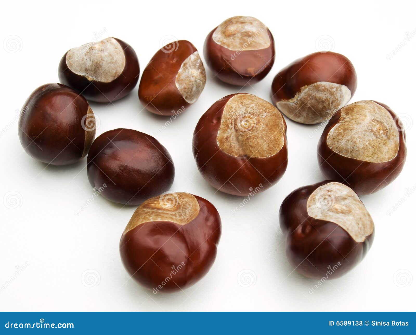 Wilde kastanje stock foto. Afbeelding bestaande uit growth - 6589138