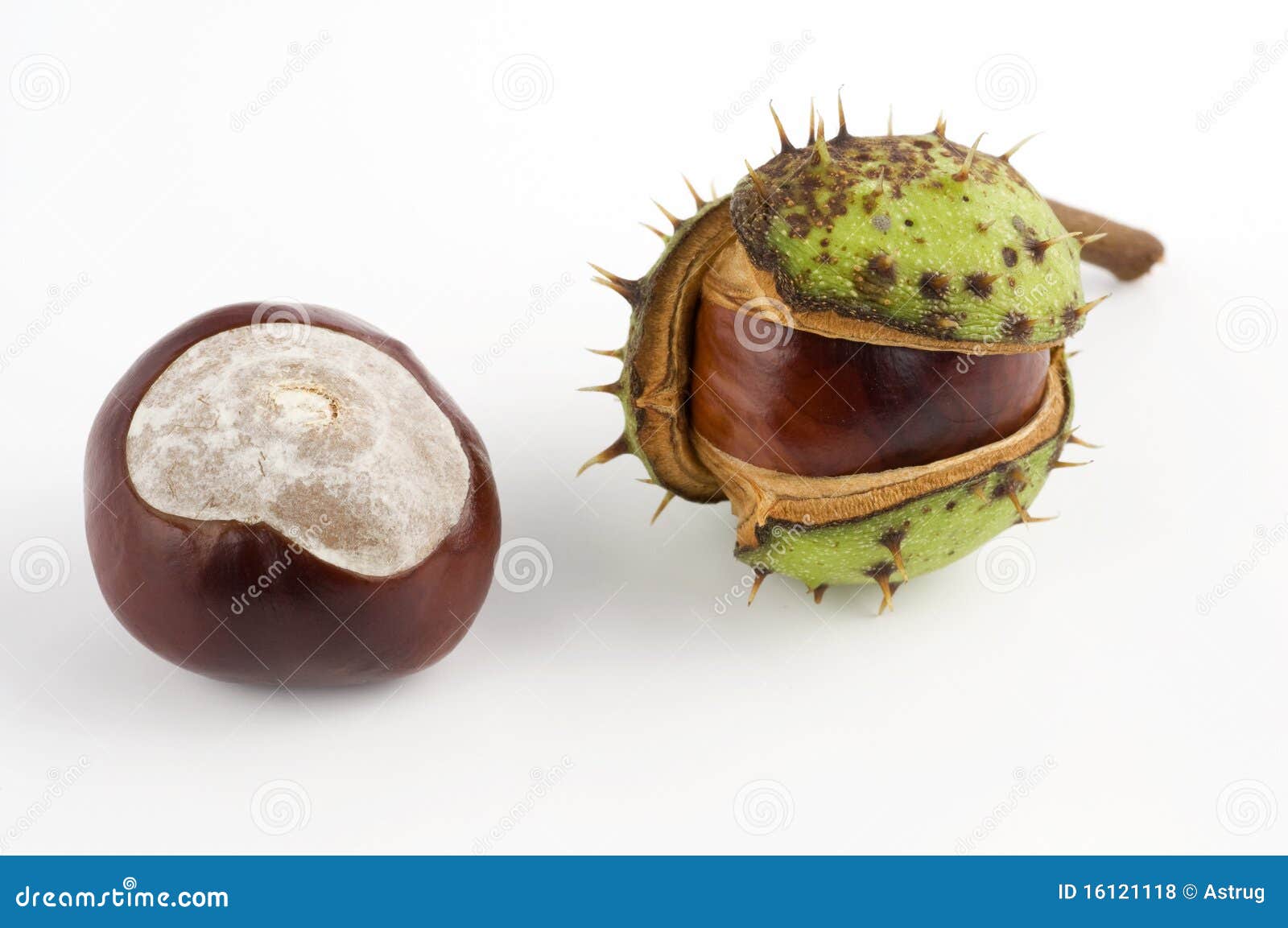 Wilde kastanjes stock foto. Image of sluit, groen, dekking - 16121118