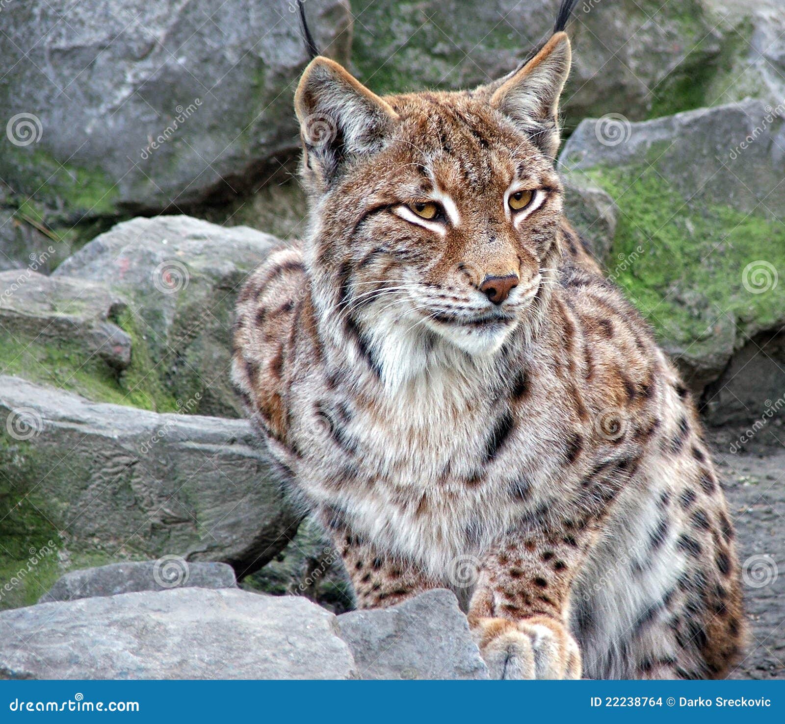 Wilde kat stock foto. Image of bruin, kleur, portret - 22238764