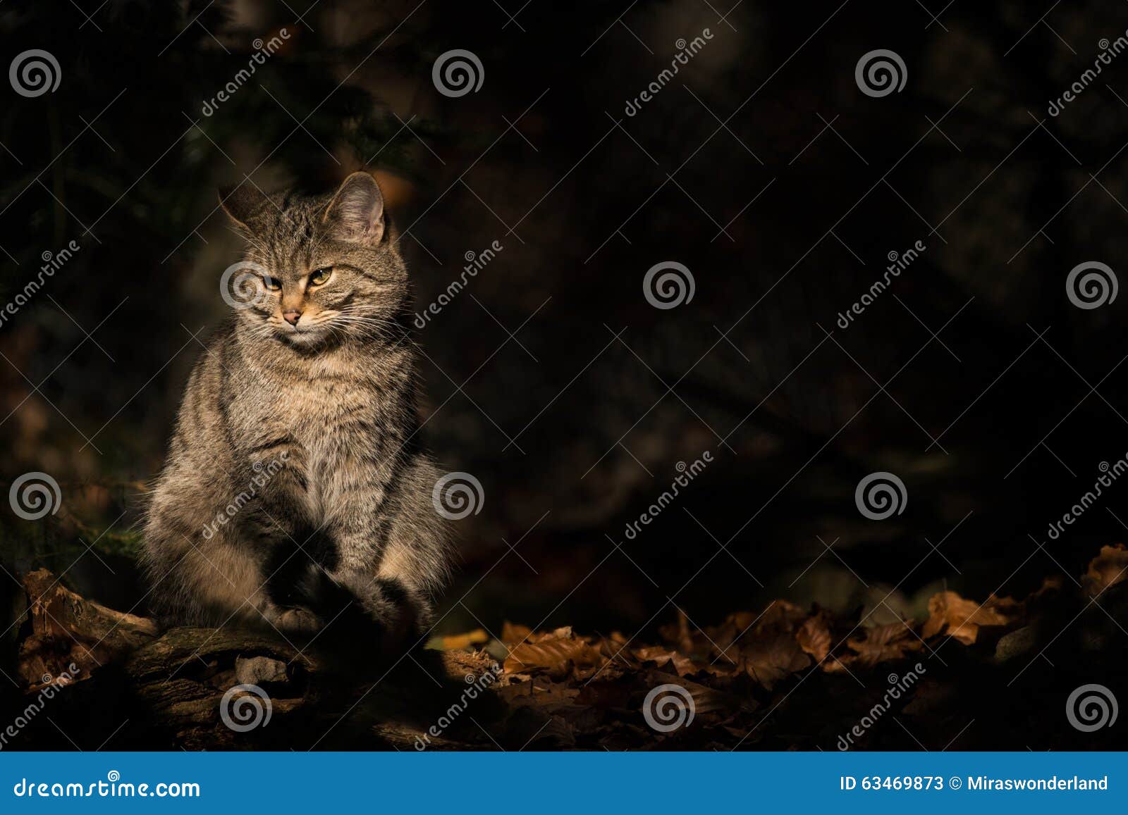 Wilde kat in het bos stock afbeelding. Image of nave - 63469873