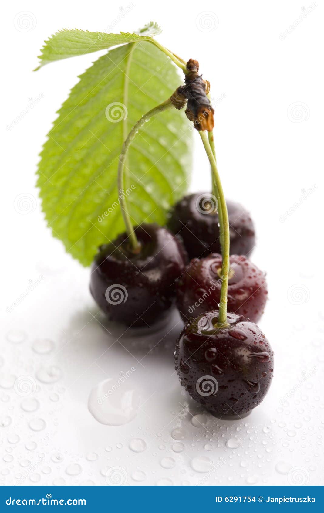 Wilde Kers stock foto. Image of vers, voorwerpen, smakelijk - 6291754