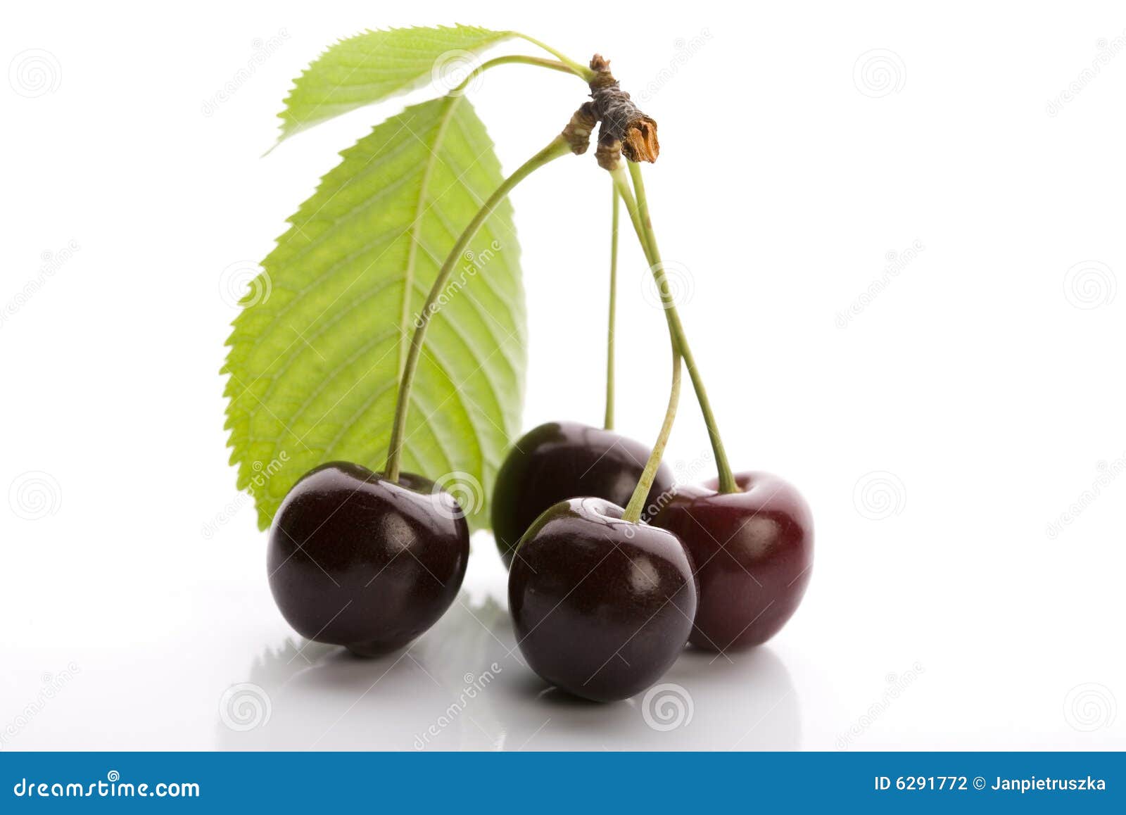 Wilde Kers stock foto. Image of vrucht, nave, rood, sappig - 6291772