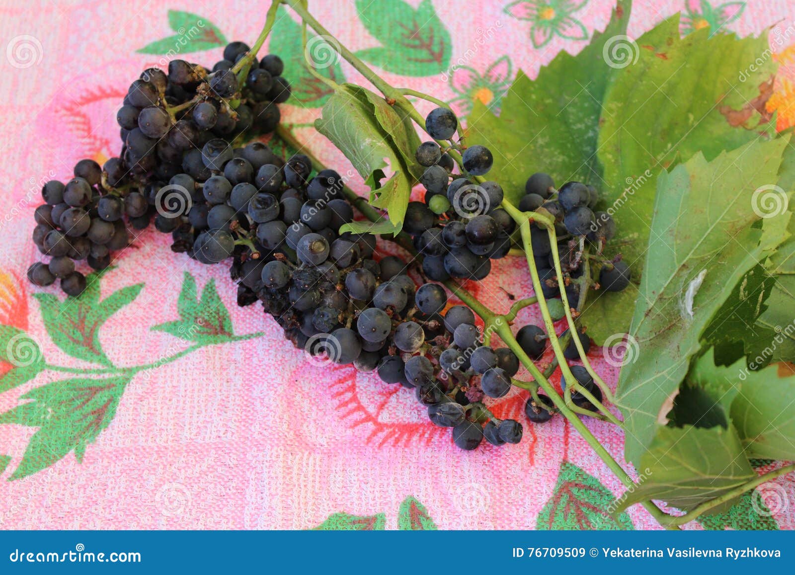 Wilde Kleine Blaue Trauben Gereift Stockbild - Bild von trauben ...