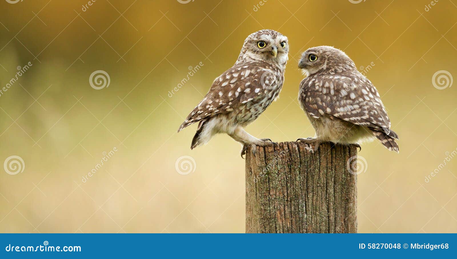 Wilde kleine uilen stock foto. Image of brits, weinig - 58270048