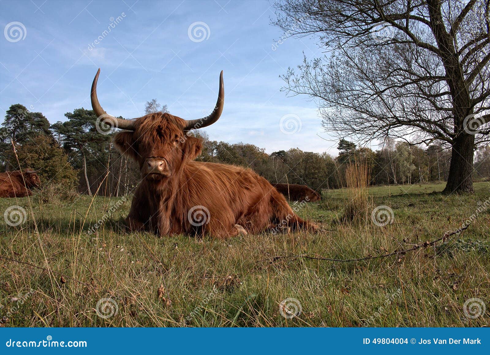 Wilde koe stock photo. Image of koehoorens, herfst, wildlive - 49804004