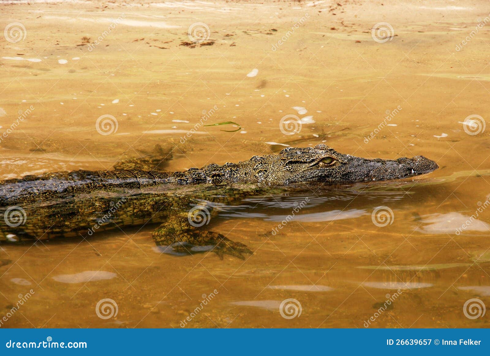 Wilde Krokodil in Gele Zambezi Rivier Stock Afbeelding - Image of ...