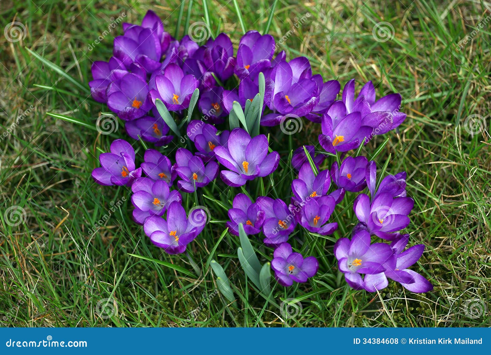Wilde krokussen in gras stock foto. Image of bloem, krokus - 34384608