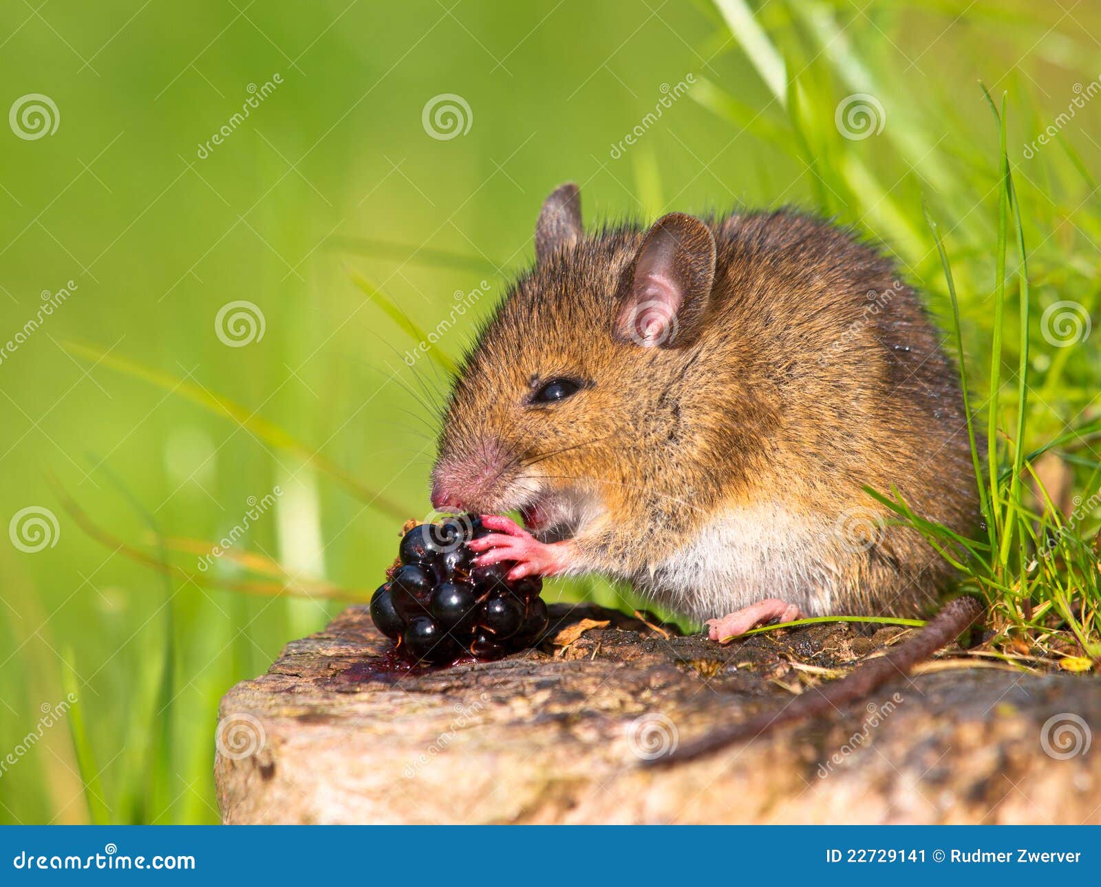 Wilde Maus, Die Himbeere Isst Stockbild - Bild von säugetier, wild ...