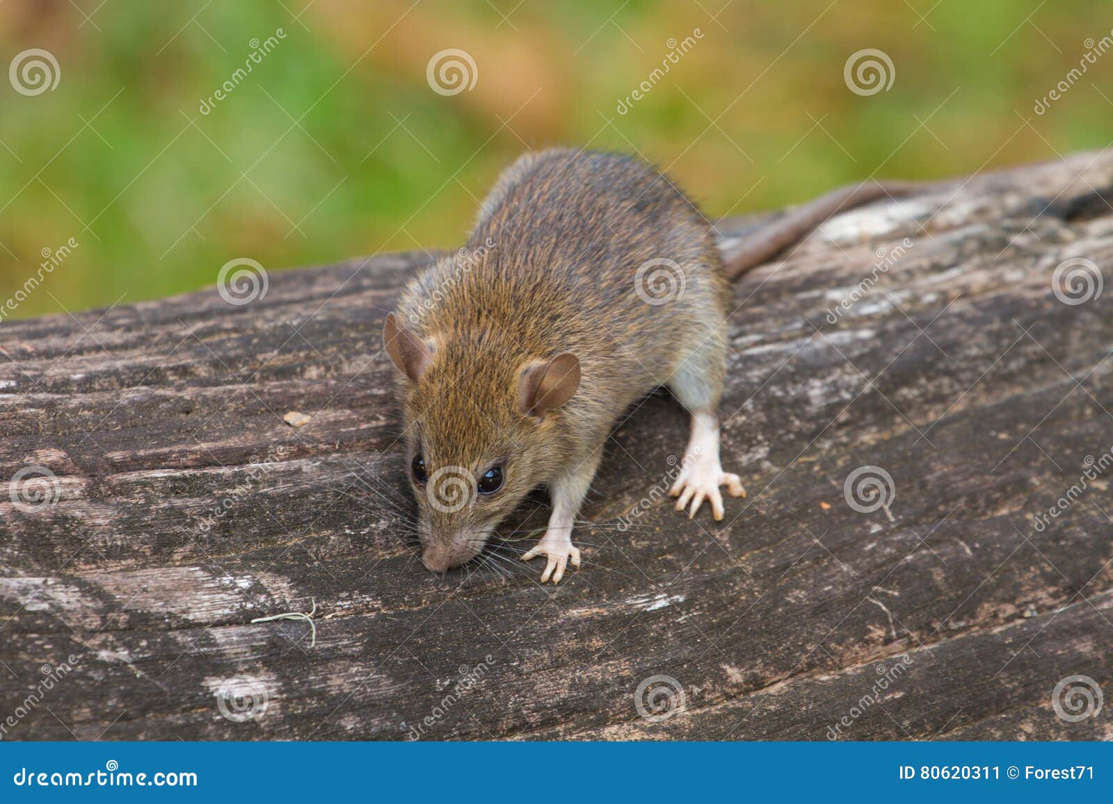 Wilde muis in het bos stock afbeelding. Image of wild - 80620311