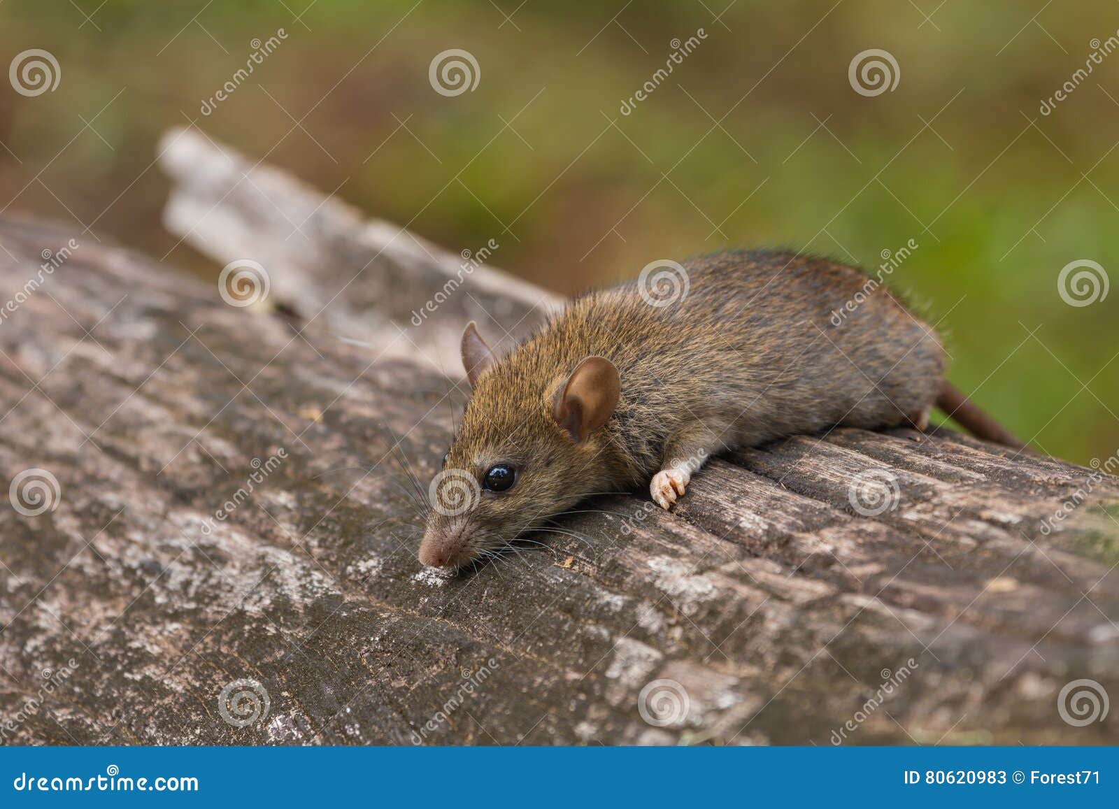 Wilde muis in het bos stock afbeelding. Image of groen - 80620983