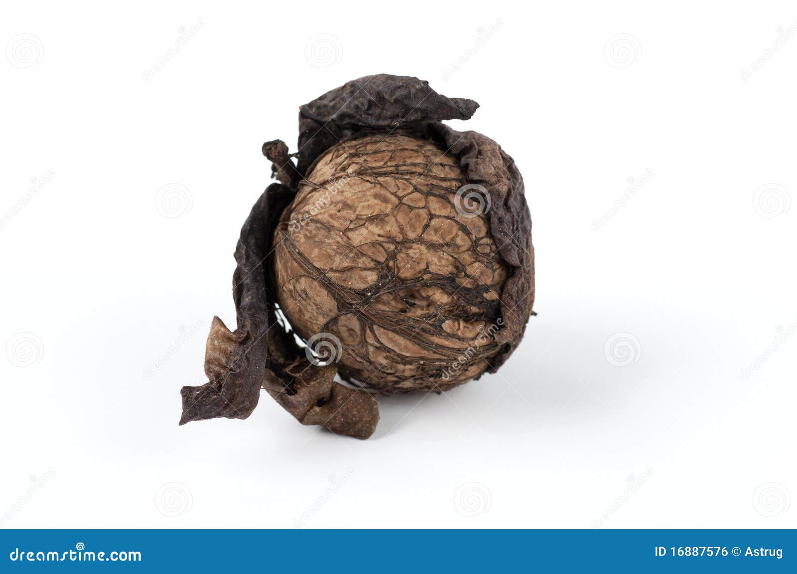 Wilde okkernoot stock foto. Image of bevuil, wild, sluit - 16887576