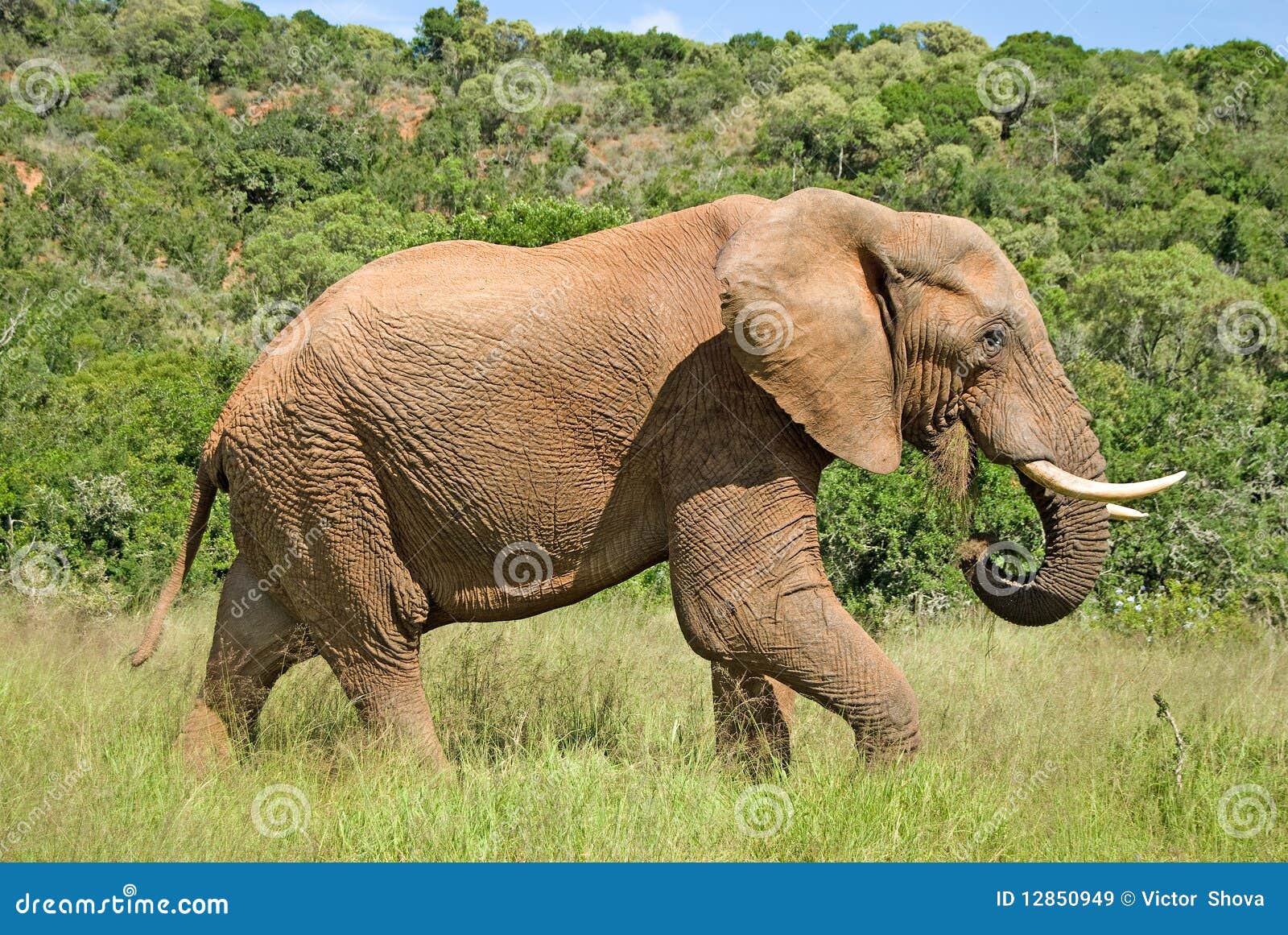 Wilde olifant die gras eet stock afbeelding. Image of reserveren - 12850949