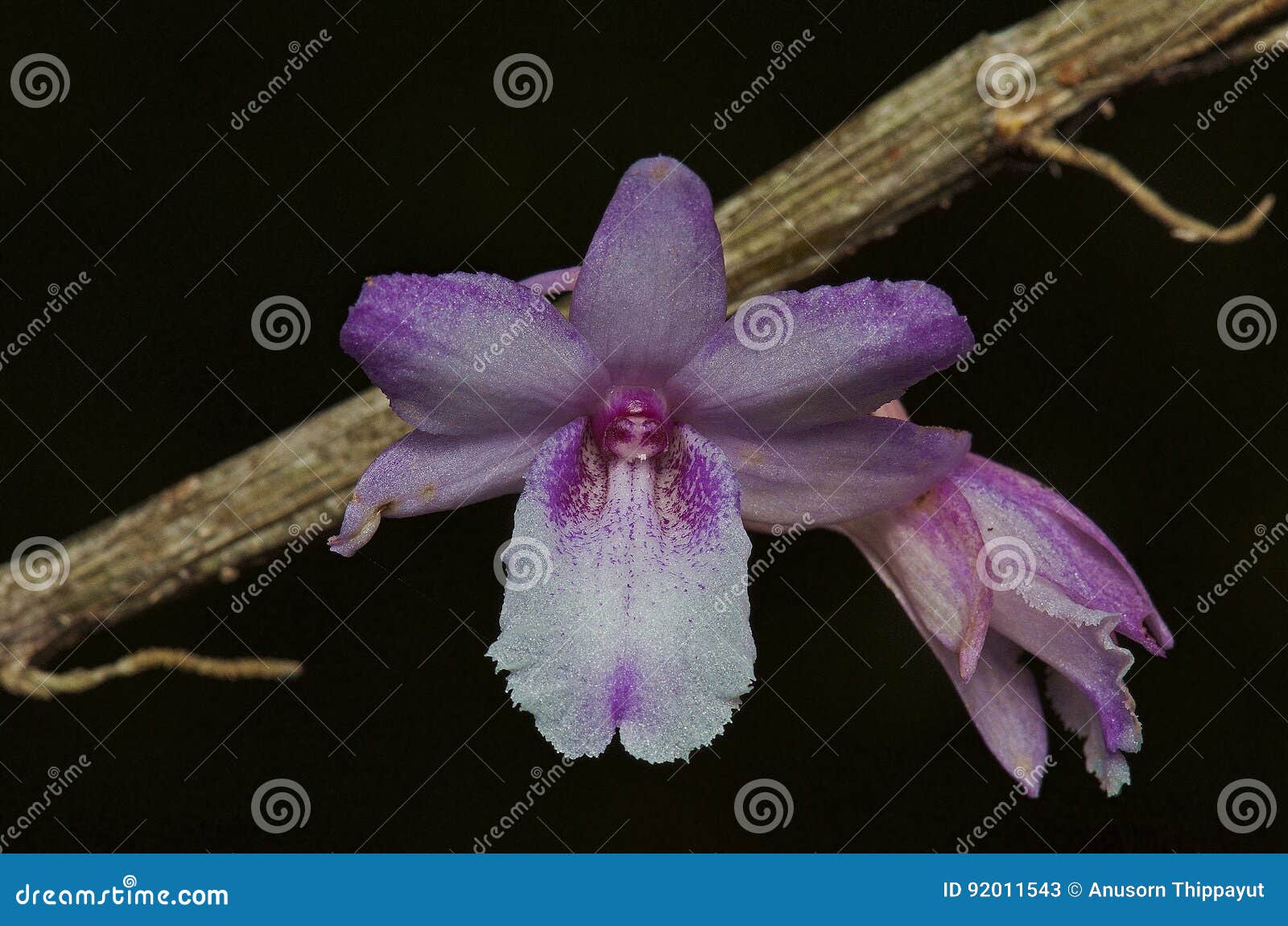 Wilde orchidee stock afbeelding. Image of zwart, purper - 92011543