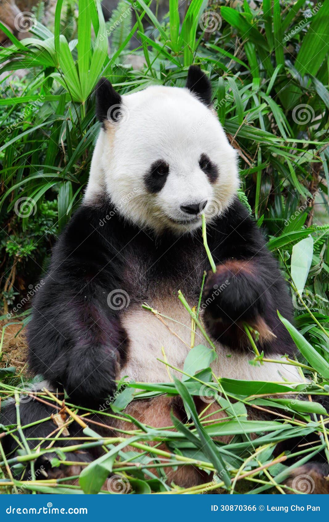 Wilde panda stock foto. Image of oosters, panda, leuk - 30870366