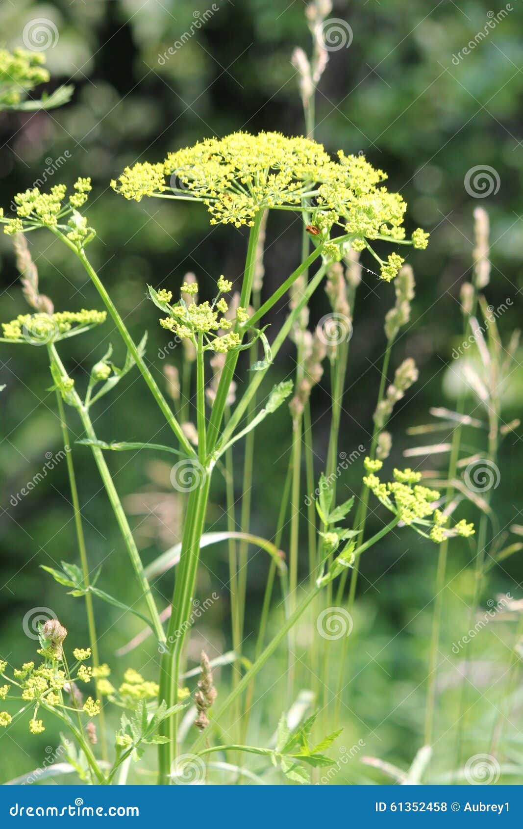 Wilde Pastinaak (sativa Pastinaca) Stock Foto - Image of textuur, geel ...