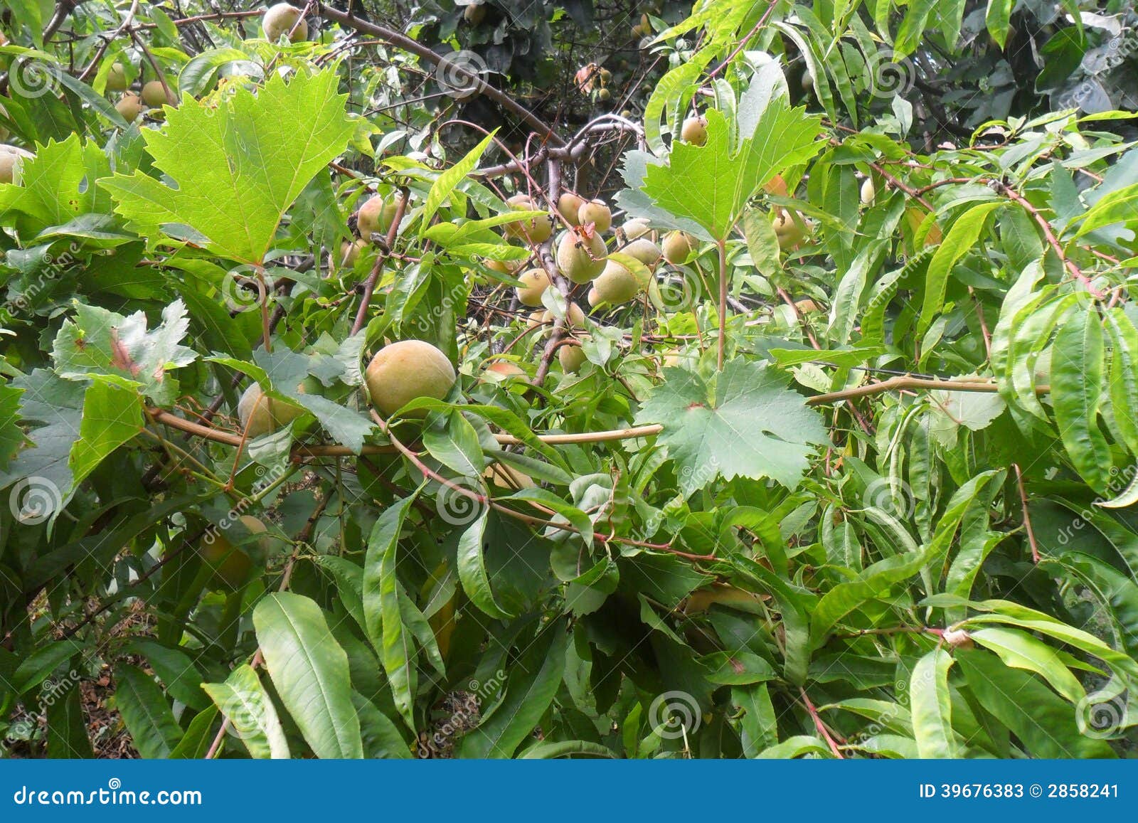 Wilde Perzik Amid Wijngaarden Stock Afbeelding - Image of zagreb ...