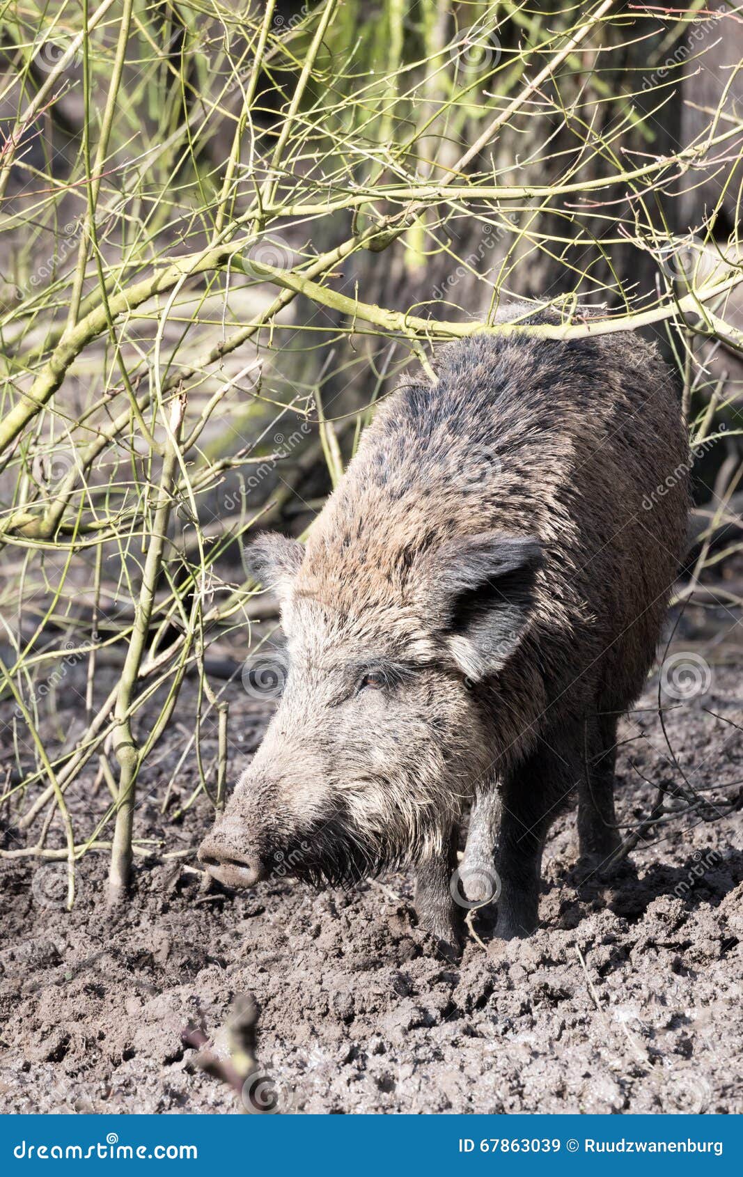 Wilde pig stock image. Image of animal, family, wild - 67863039