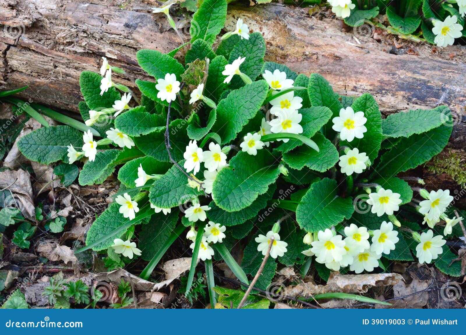 Wilde Primeln im Wald stockbild. Bild von gelb, wildblumen - 39019003