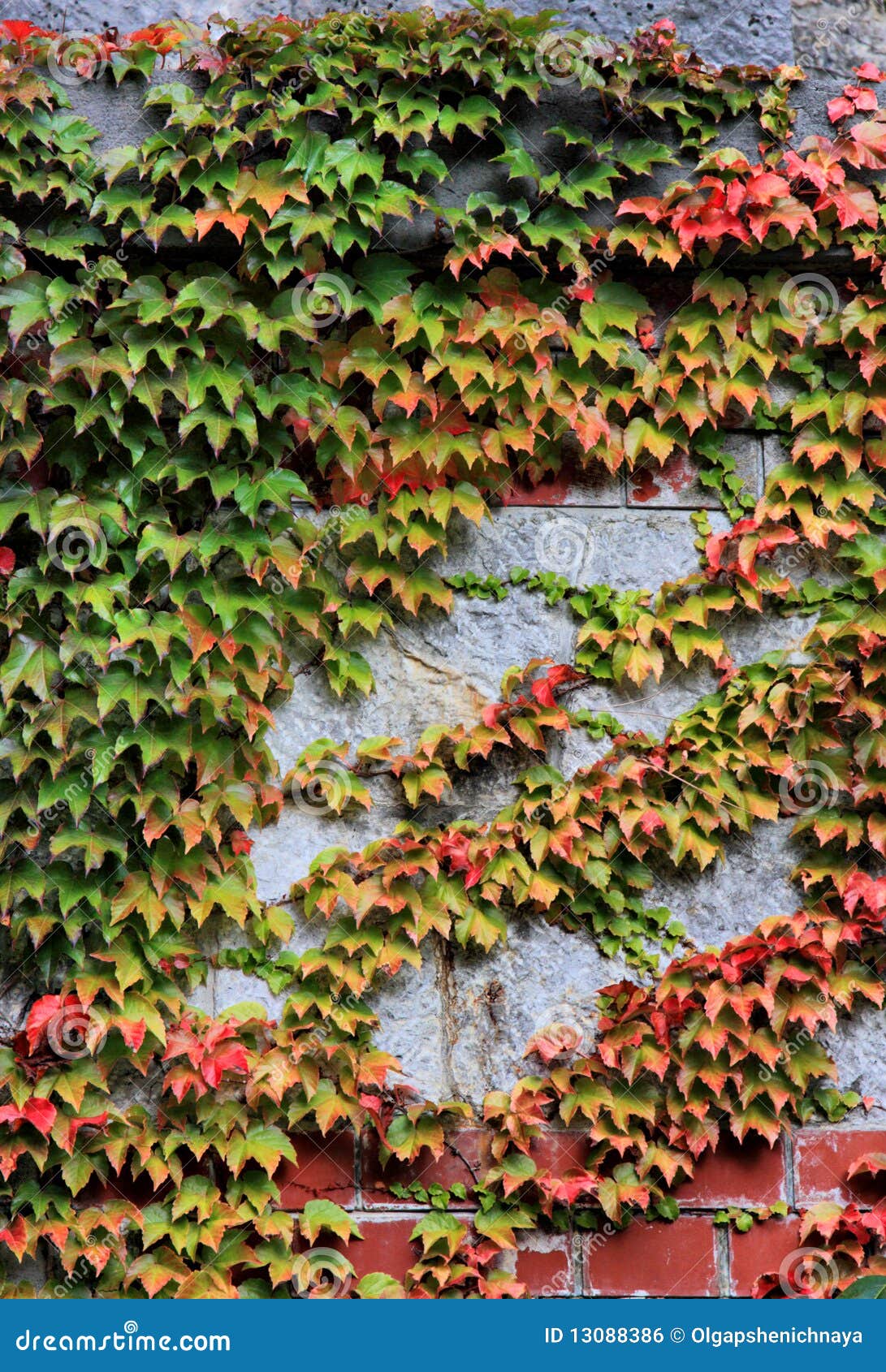 Wilde Reben stockfoto. Bild von blatt, wachstum, rotwein - 13088386