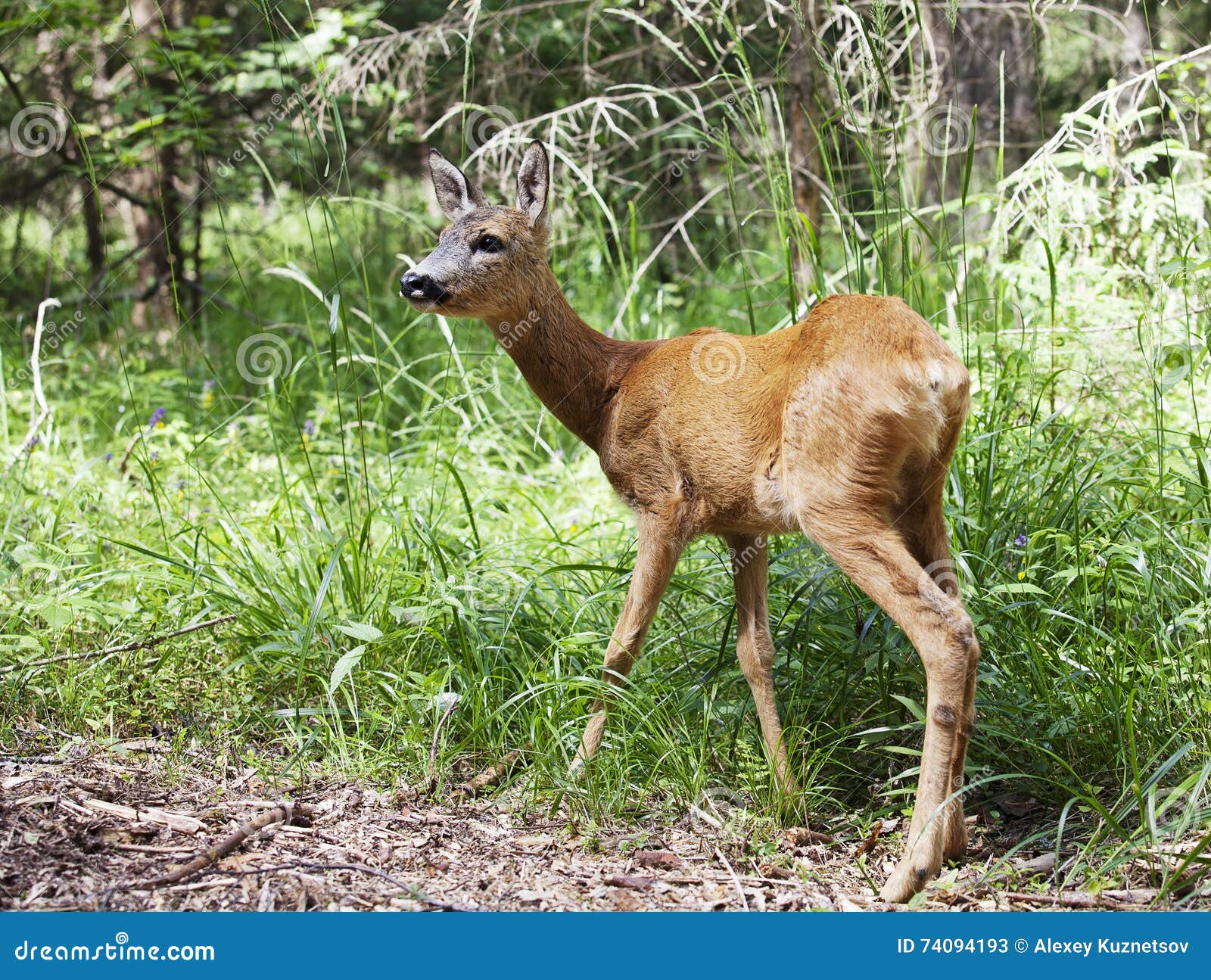Wilde reeën in het bos stock afbeelding. Image of rustig - 74094193