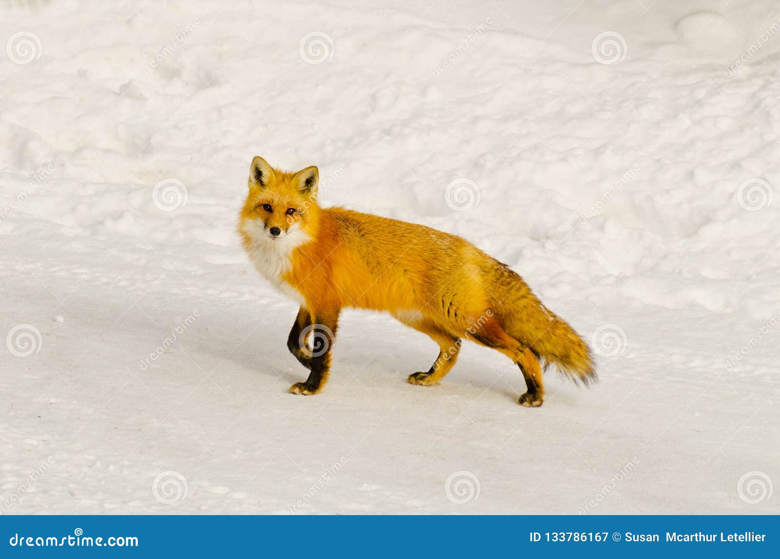 Wilde Rode Vos Vulpes Vulpes Met Sneeuwachtergrond Stock Afbeelding ...