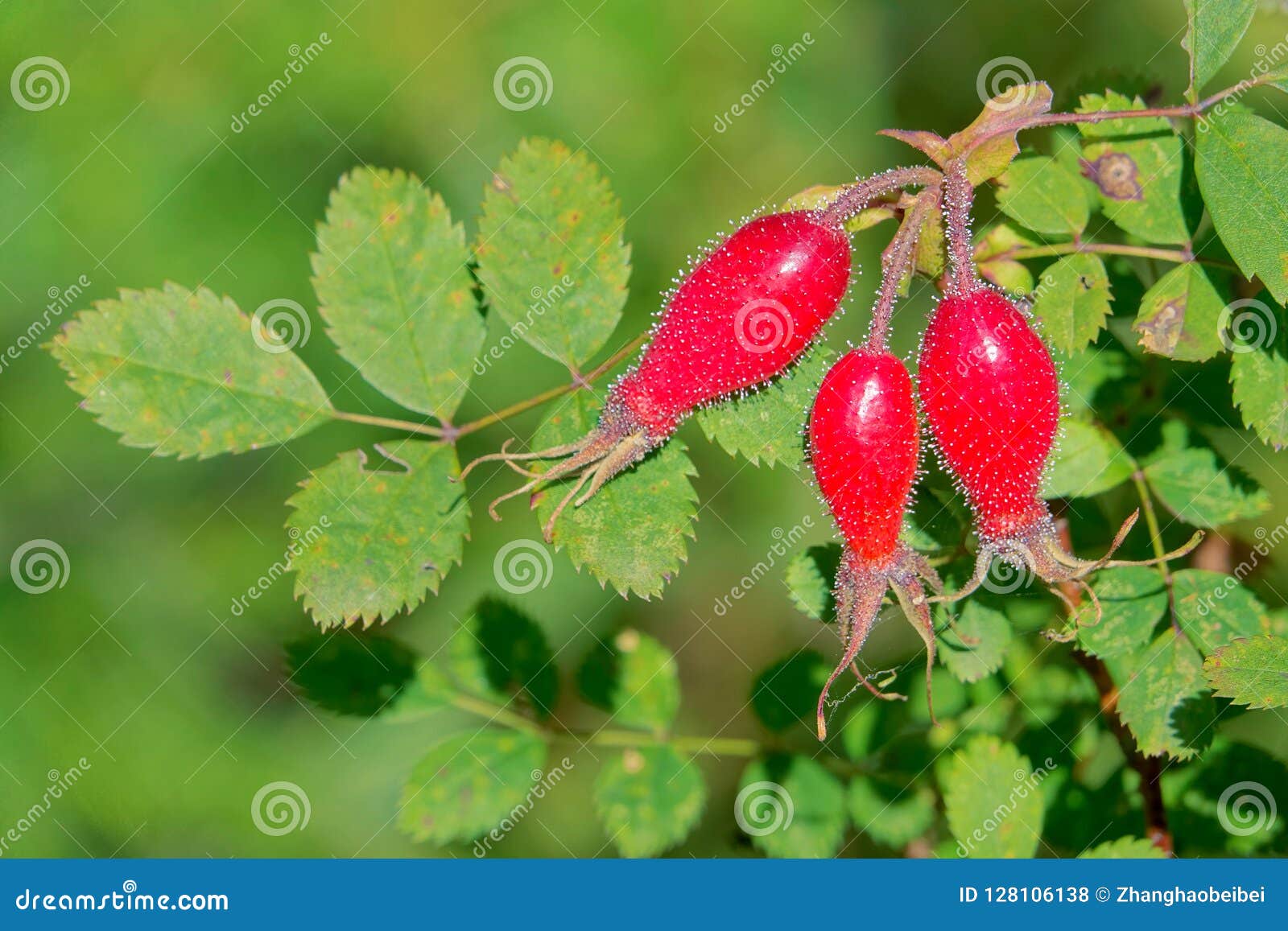 Wilde rode vruchten stock foto. Image of rood, wild - 128106138