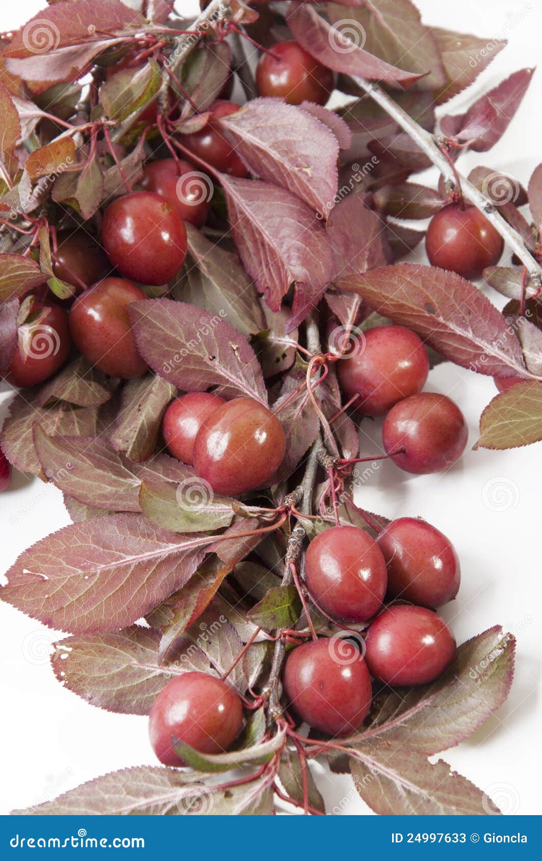 Wilde rote Pflaumen stockbild. Bild von diät, knochen - 24997633