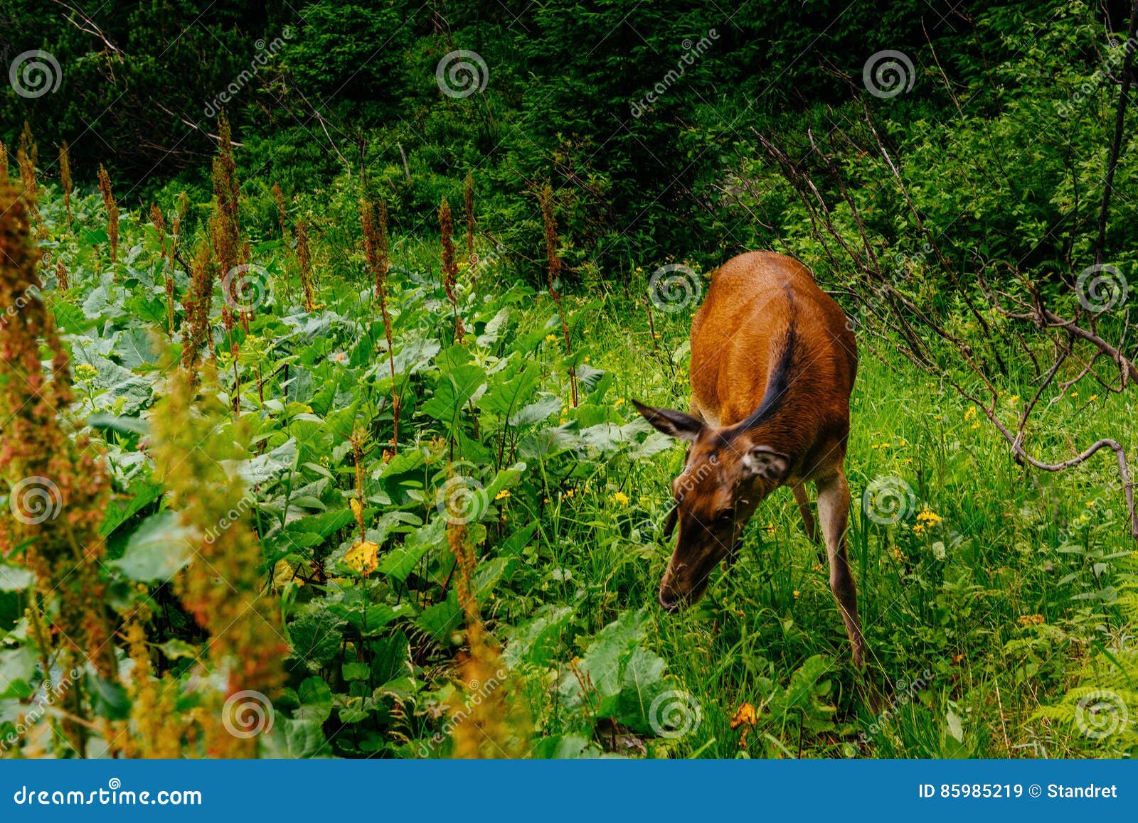 Wilde Rotwild, Die Gras Essen Stockbild - Bild von europa, wildnis ...