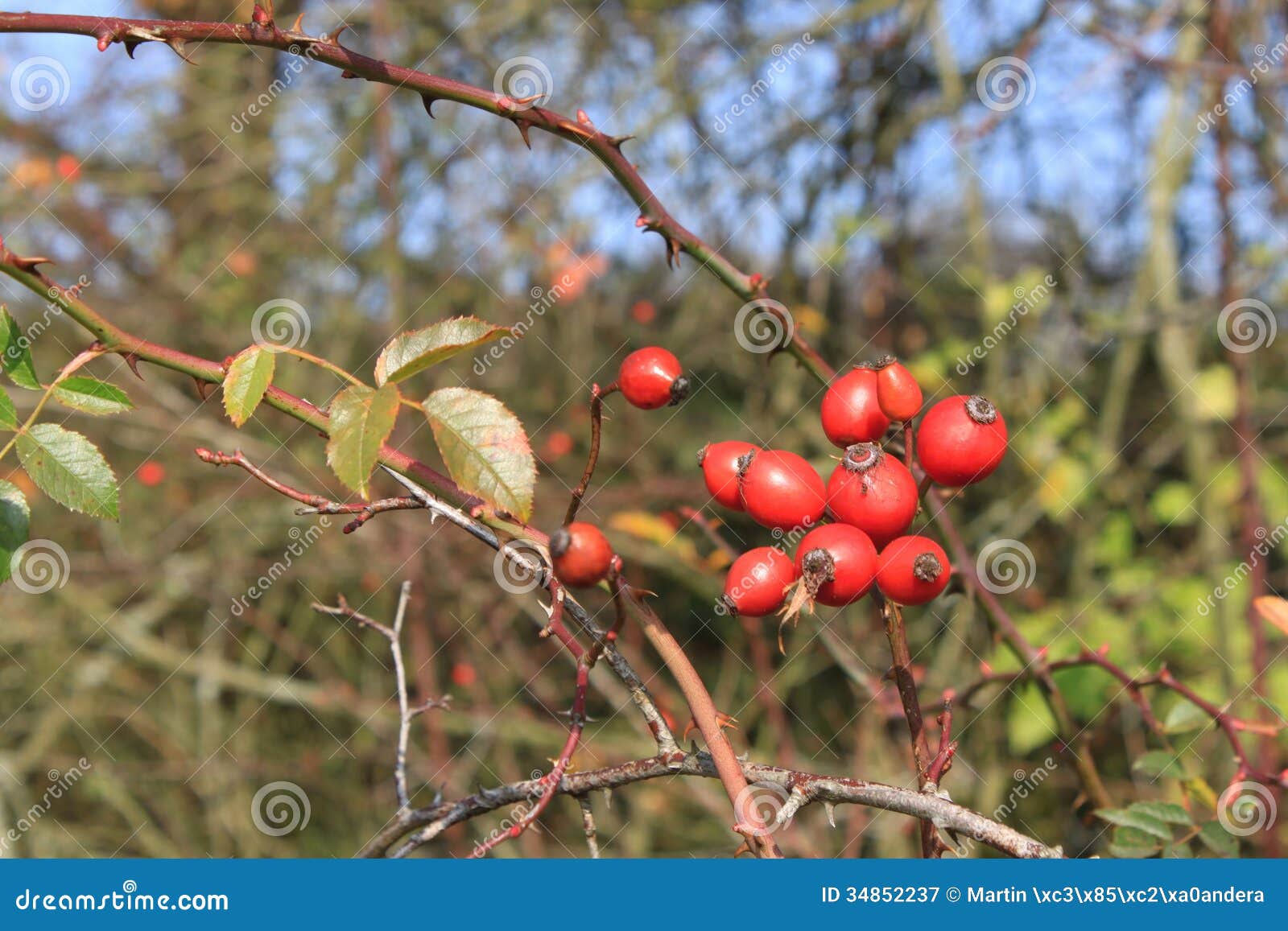 Wilde Rozebottelstruik in Aard, Fructus-cynosbati Stock Afbeelding ...
