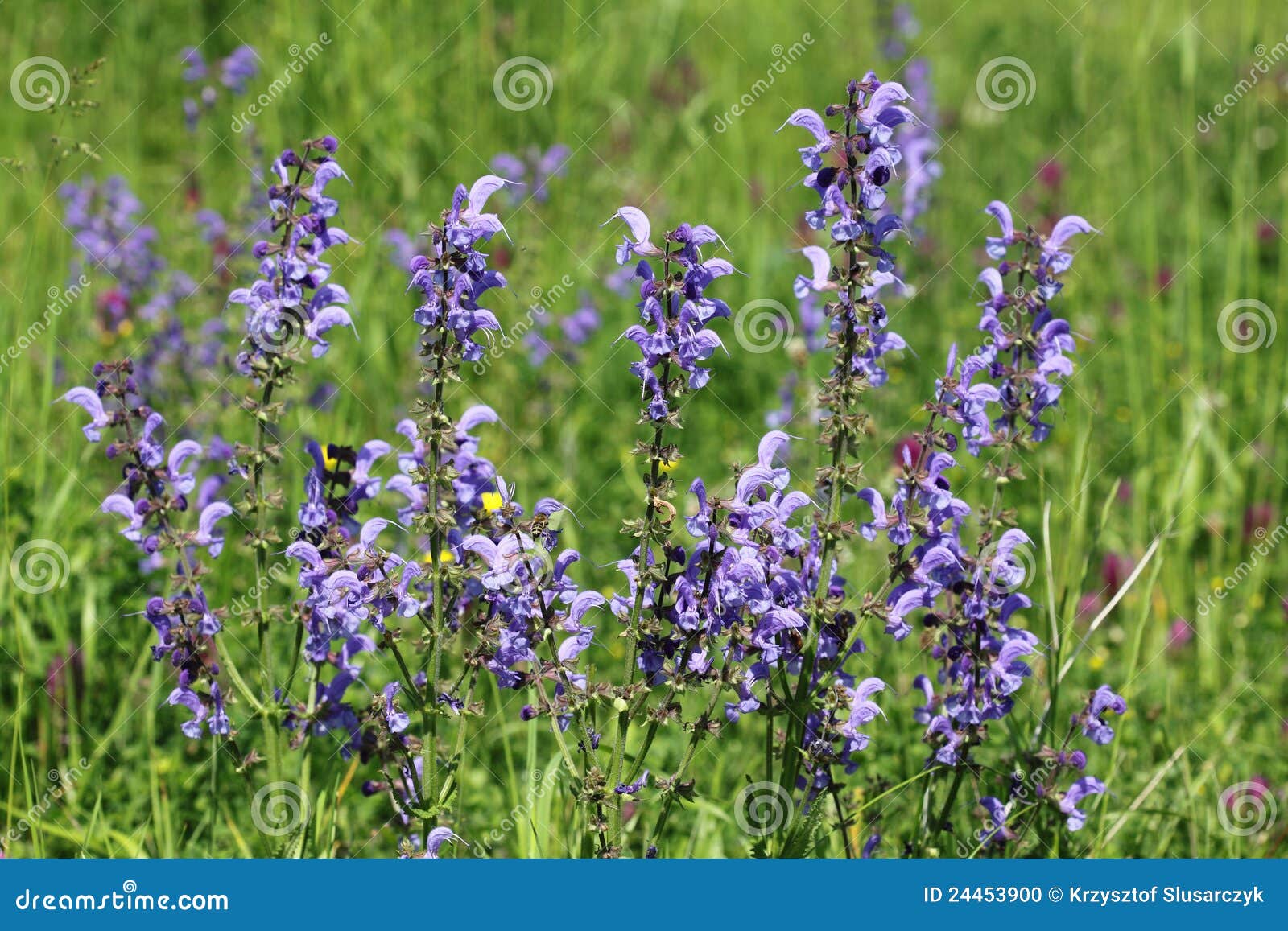 Wilde salie stock foto. Image of polen, botanisch, flora - 24453900