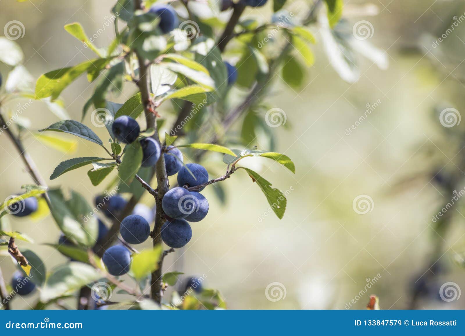 Wilde Tak Van Blauwe Bessen Met Groene Bladeren Stock Afbeelding ...