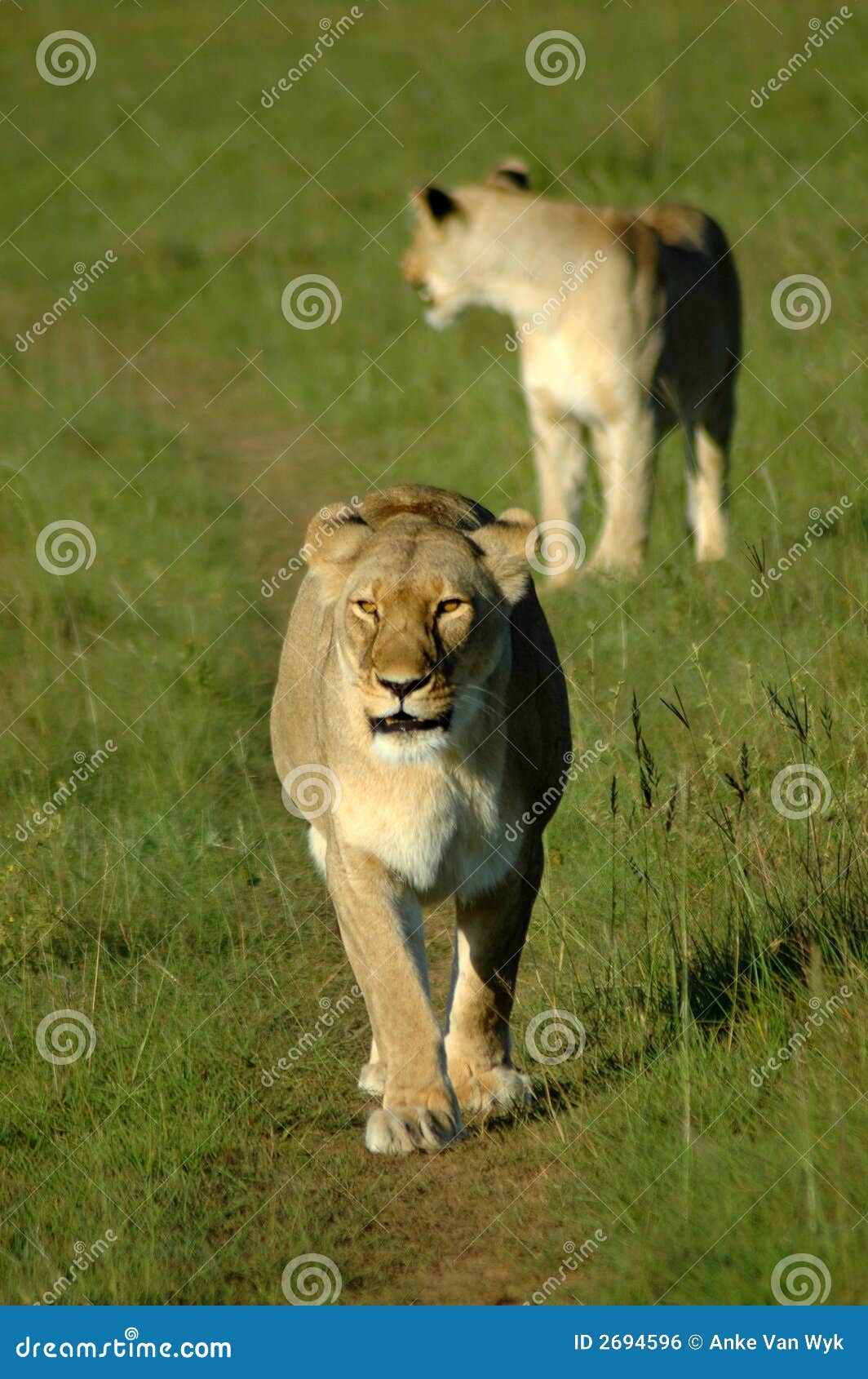 Wilde Tiere stockfoto. Bild von tier, krüger, herrisch - 2694596
