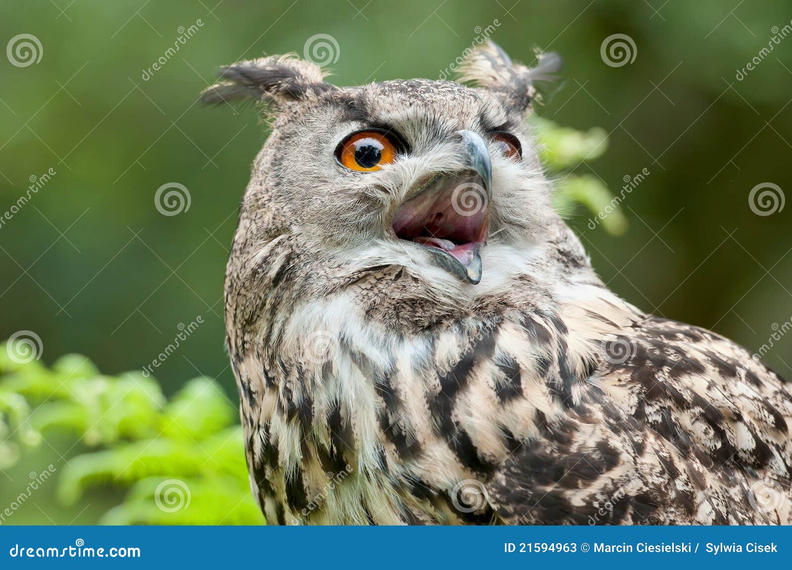 Wilde uil met open bek stock afbeelding. Image of wijs - 21594963