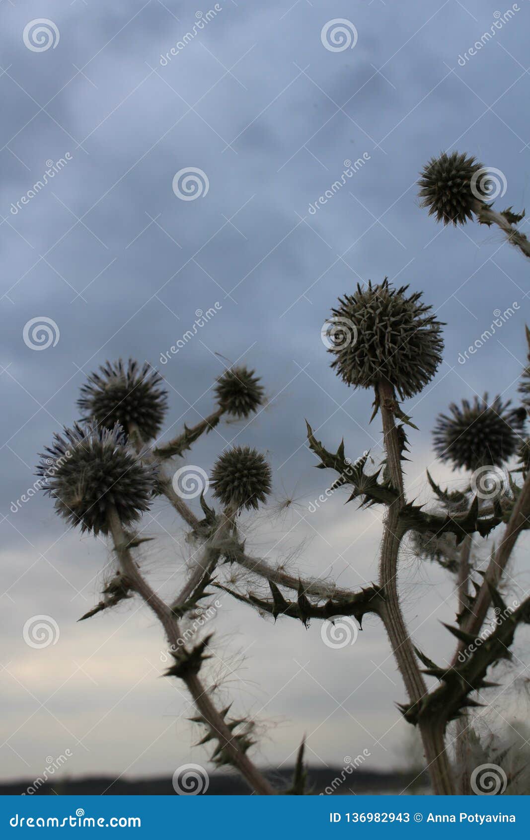 Wilde Und Stachelige Impatiens - Blumen Einer Distel Stockbild - Bild ...