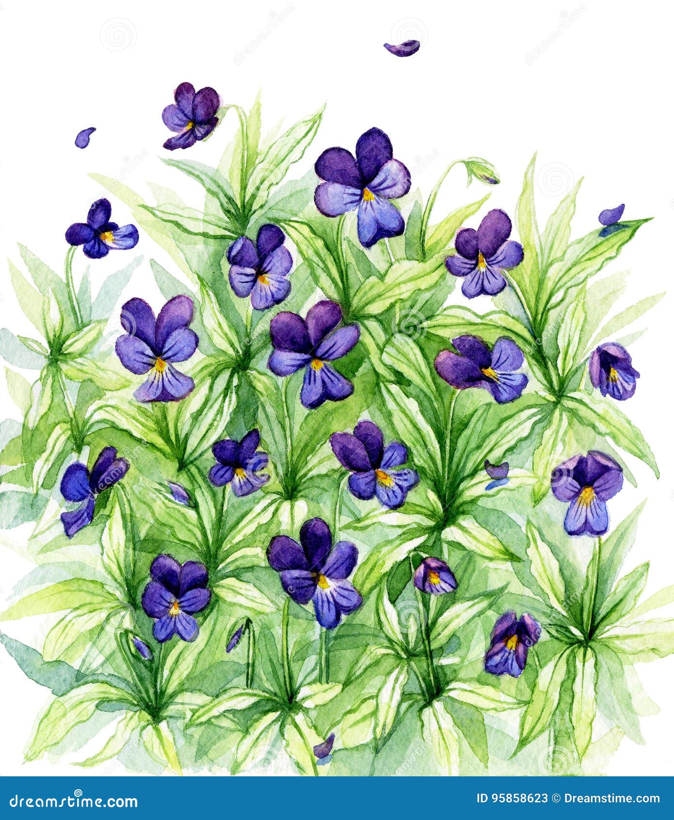 Wilde Veilchen Des Aquarells Wald Stock Abbildung - Illustration von ...